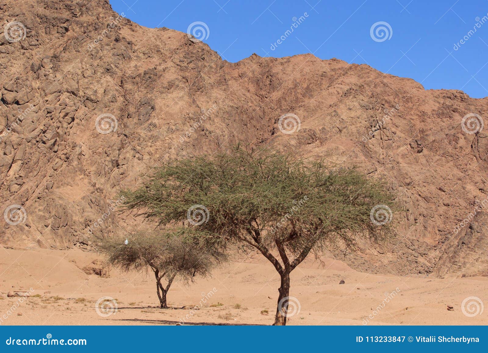 Acacia Tree in Desert Sands Stock Image - Image of natural, tree: 113233847