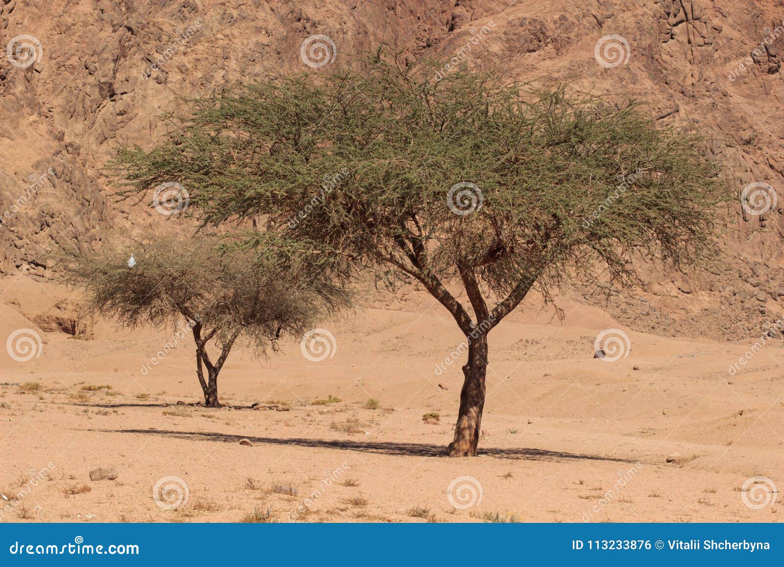 Acacia Tree in Desert Sands Stock Photo - Image of environment, scenery ...