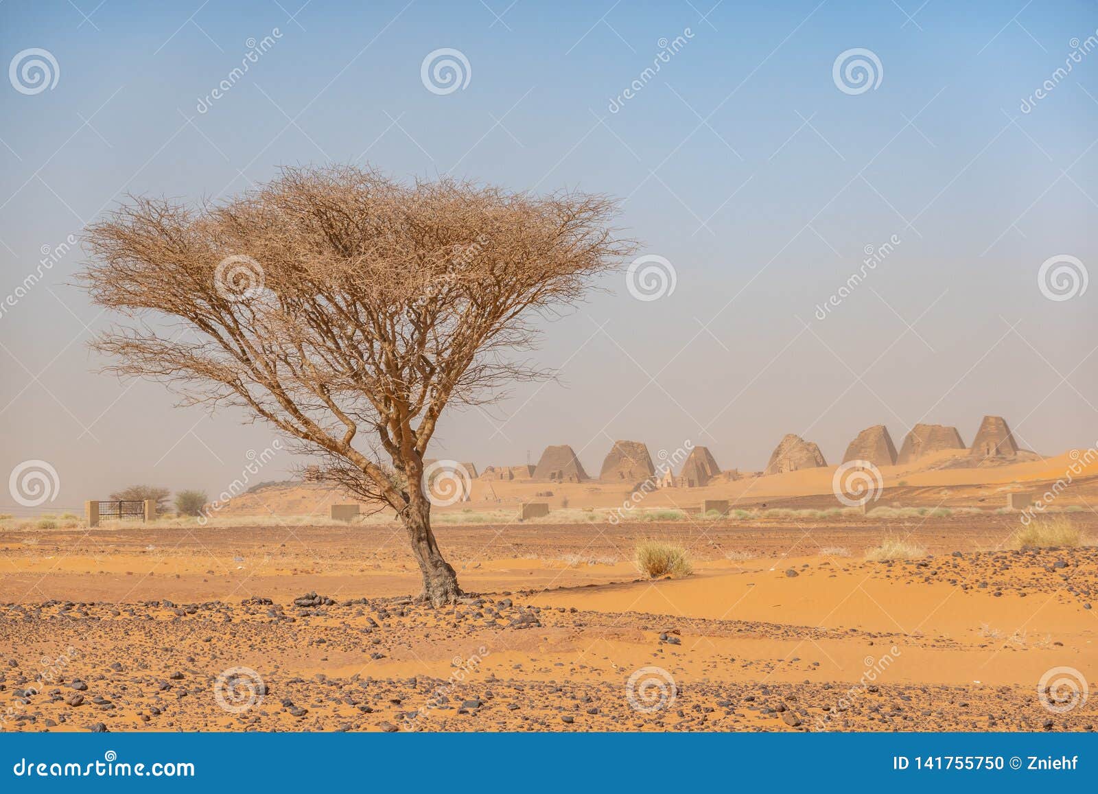 Acacia Tree in the Desert of Sudan with a Group of Pyramids in the ...