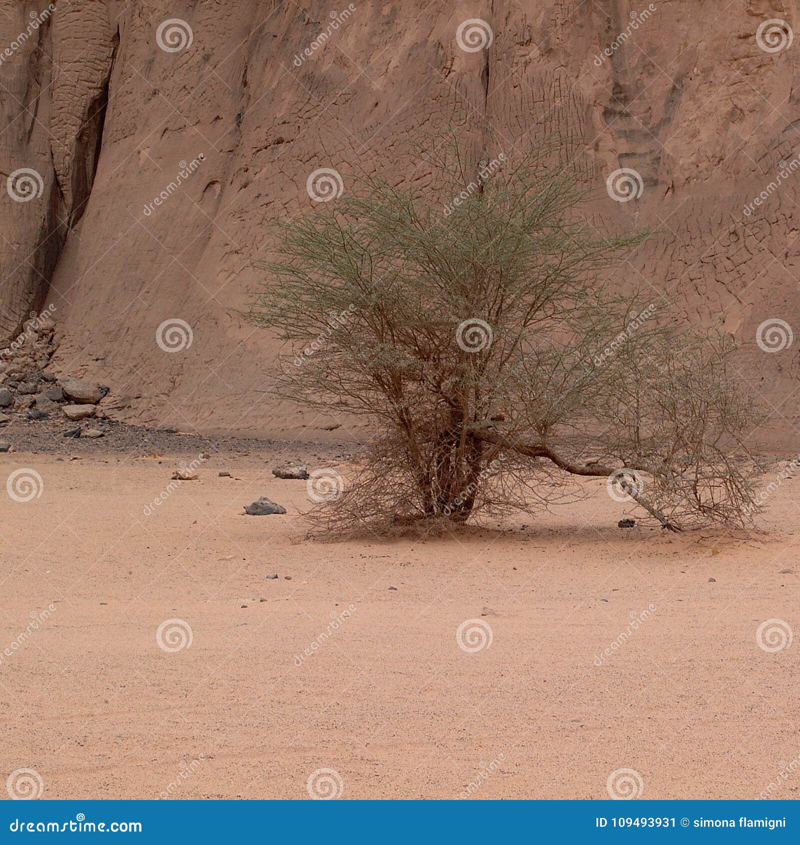 Acacia tree in the desert stock image. Image of ubari - 109493931