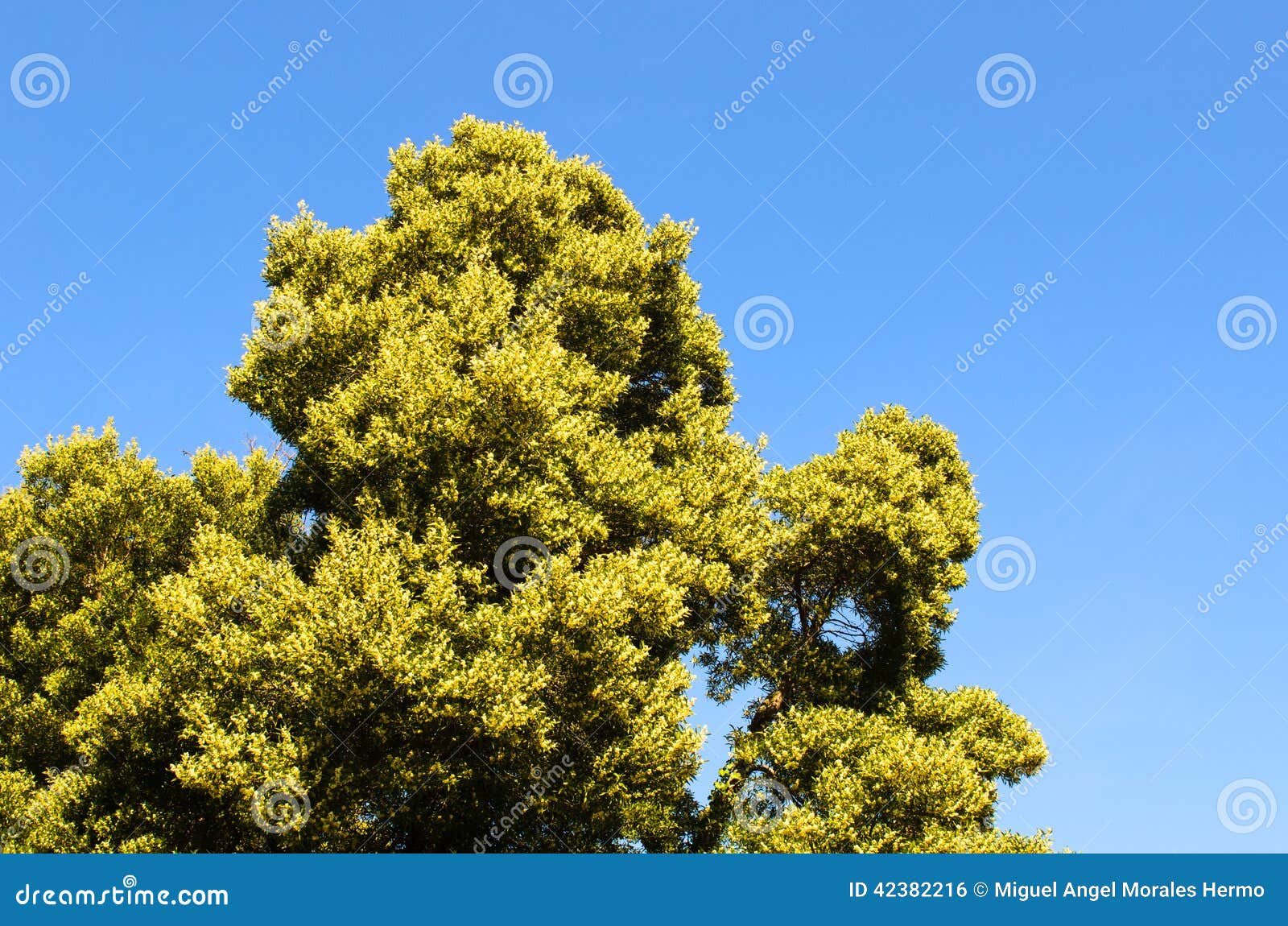 Acacia tree stock photo. Image of shrub, flowers, hickory - 42382216