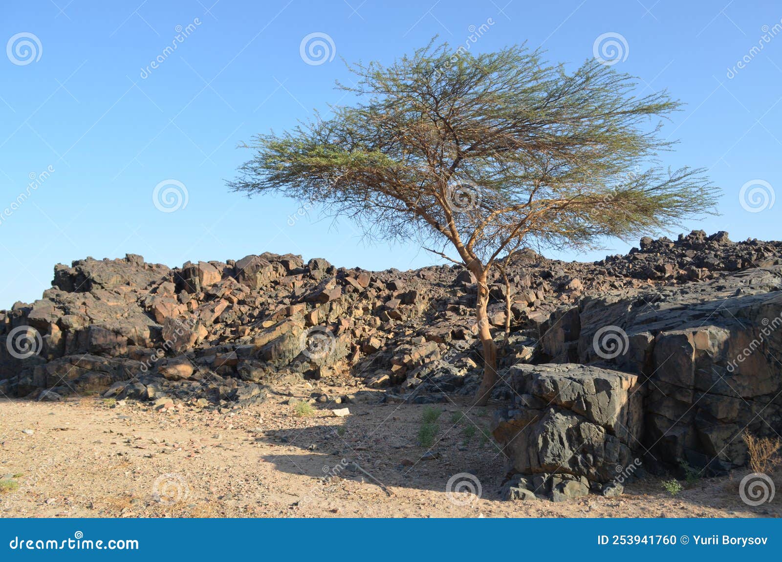 Acacia Tree in Eastern Desert, Egypt Stock Photo - Image of nature ...