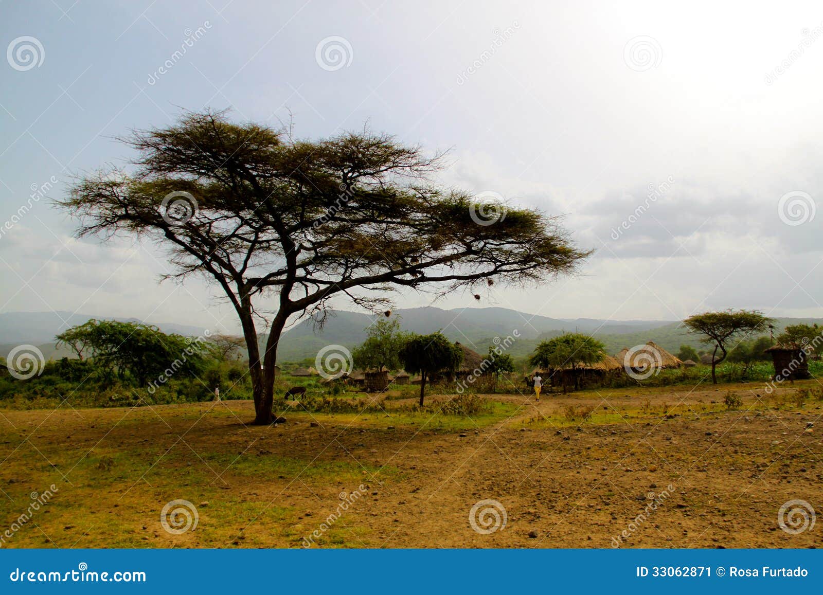 Acacia tree in Ethiopia stock image. Image of landscape - 33062871