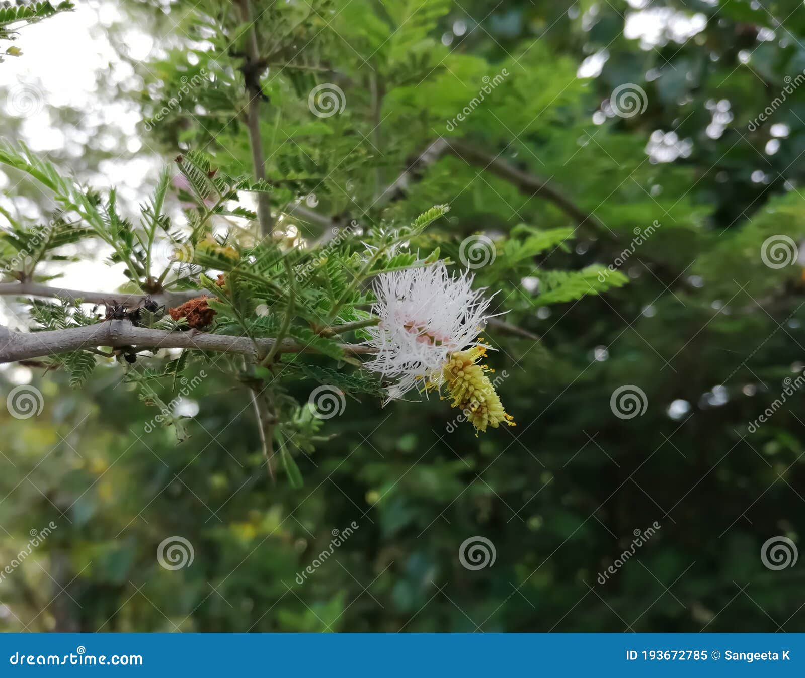 Acacia Tree Flower.flower of Acacia Plant Stock Image - Image of ...
