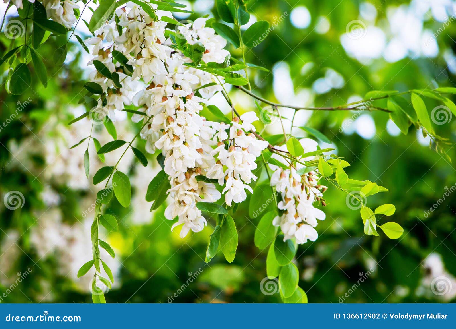 Acacia Tree during Flowering. White Flowers Acacia_ Stock Photo - Image ...