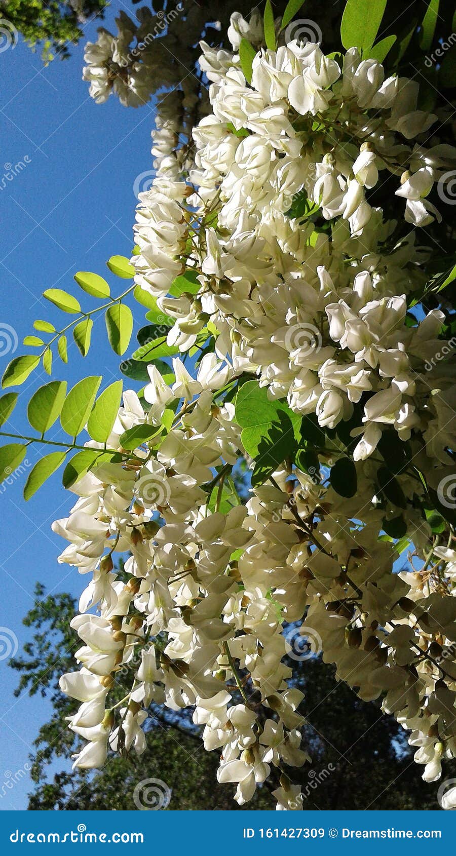 Acacia tree flowers stock image. Image of trees, acacia - 161427309