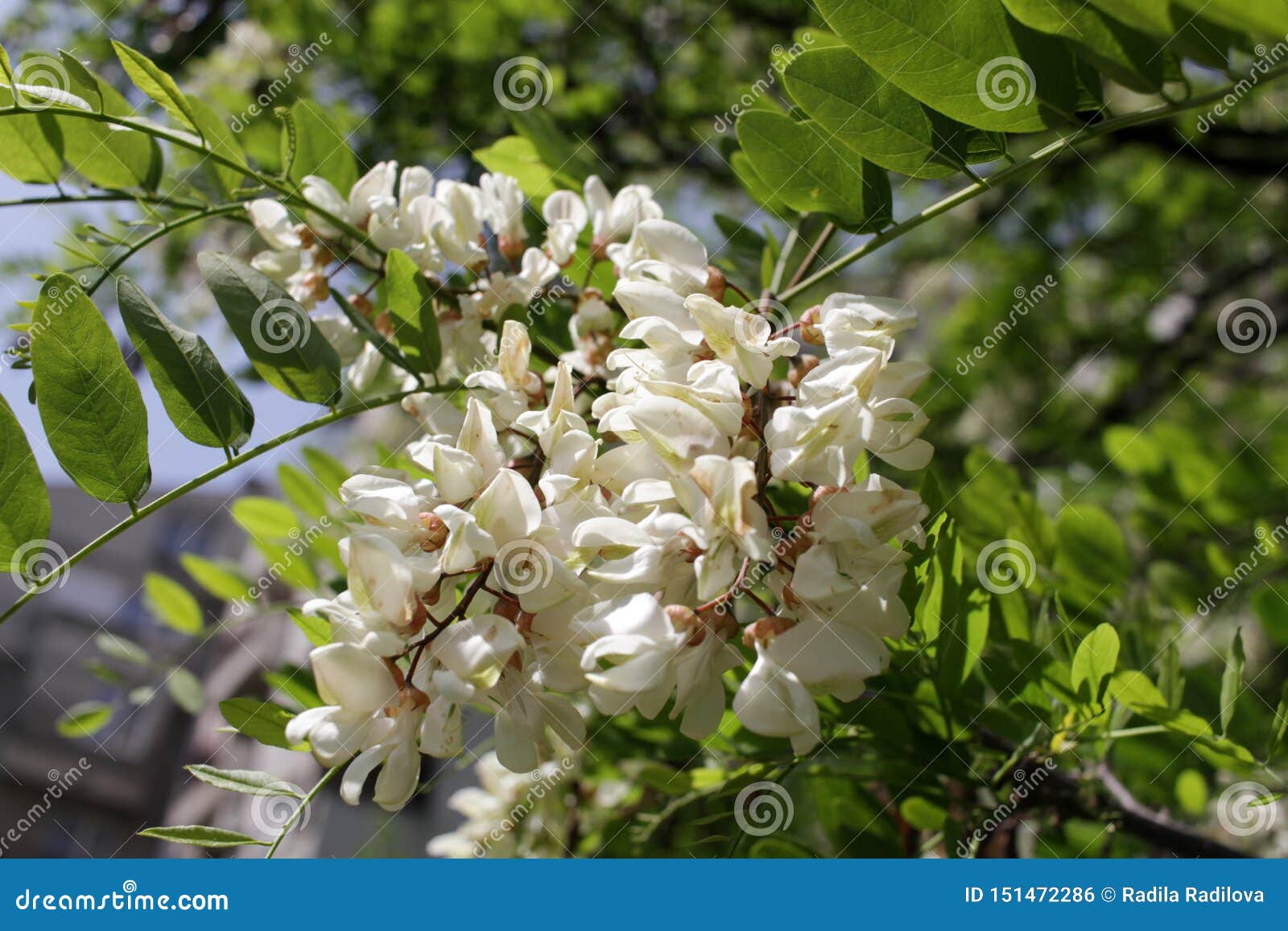 Acacia Tree Flowers Blooming in the Spring. Acacia Flowers Branch with ...