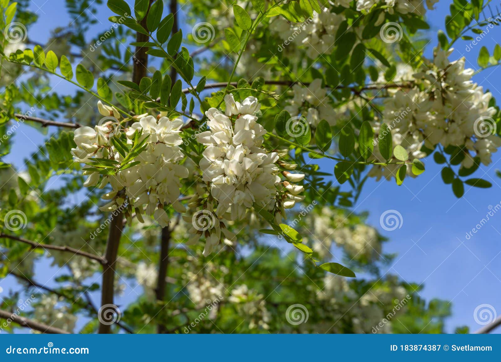 Acacia Tree Flowers Blooming in the Spring. Acacia Flowers Branch with ...