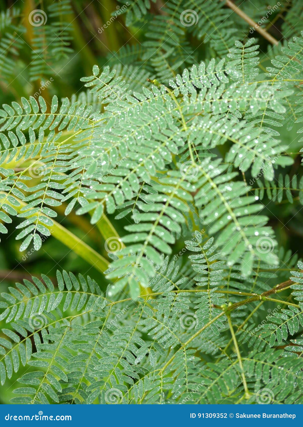 Acacia Tree stock photo. Image of blur, background, branch - 91309352