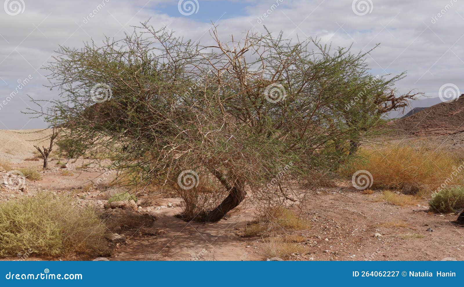 Acacia Tree in Geological Park Timna, Israel Stock Image - Image of ...
