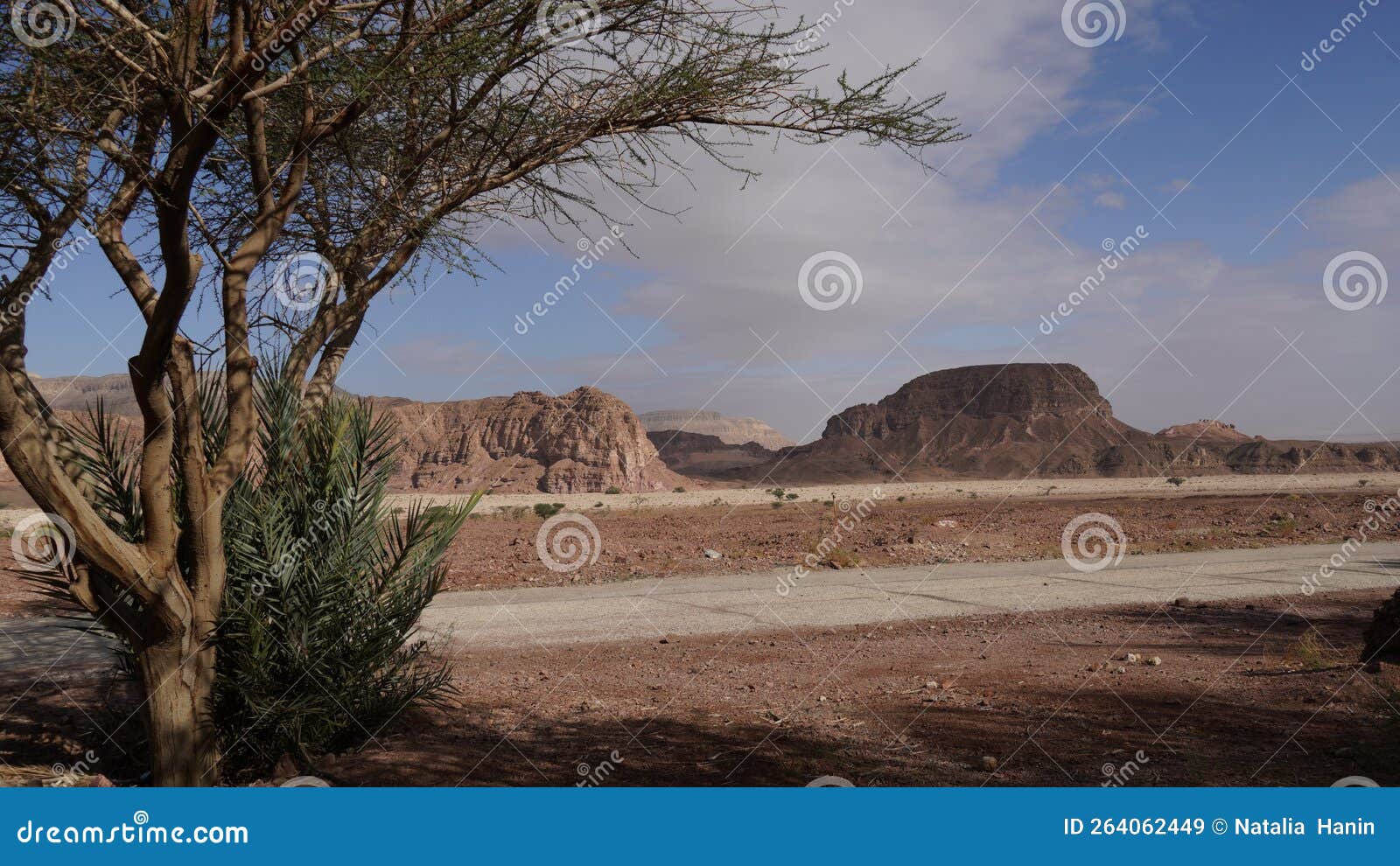 Acacia Tree in Geological Park Timna, Israel Stock Image - Image of ...
