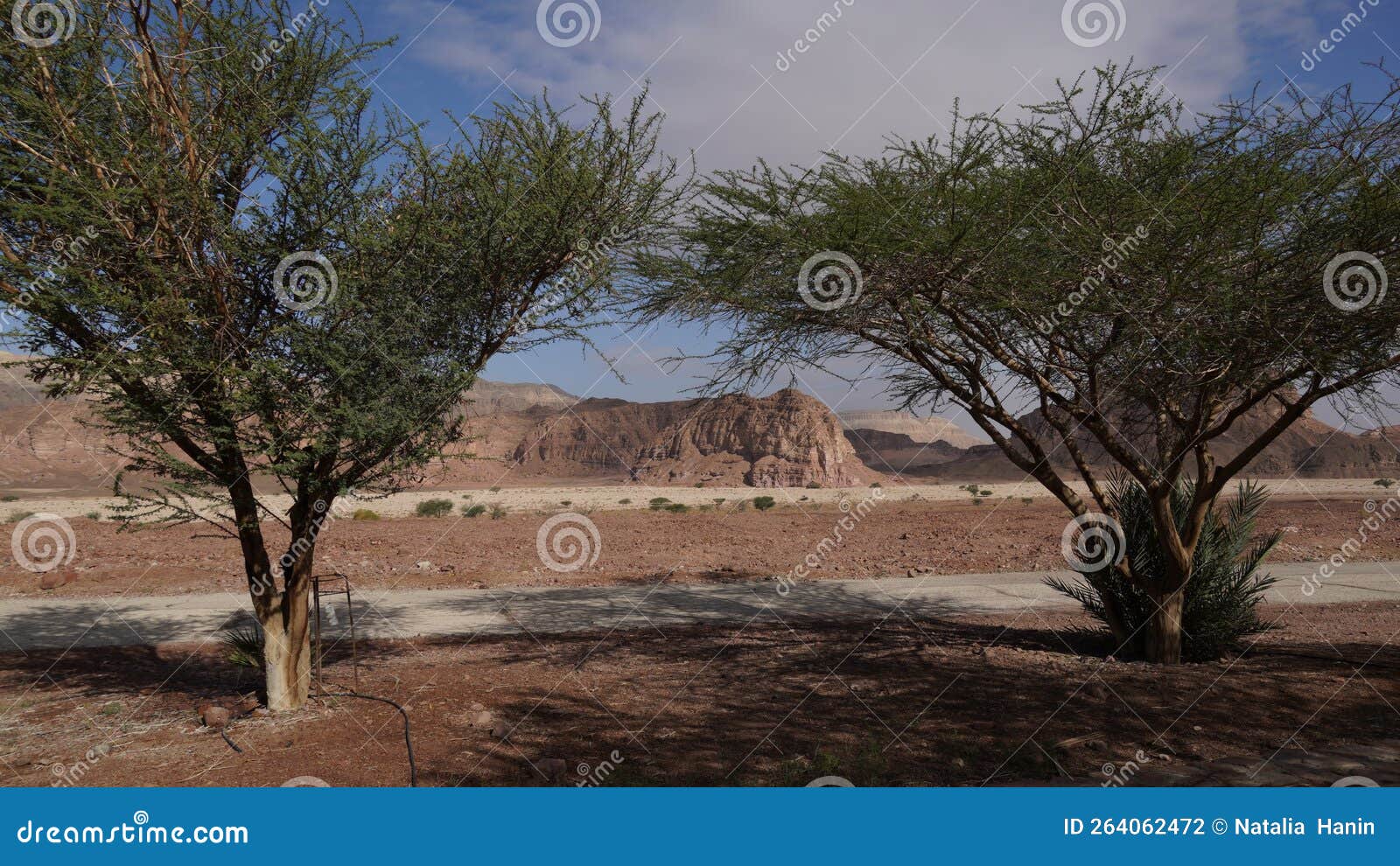 Acacia Tree in Geological Park Timna, Israel Stock Photo - Image of ...