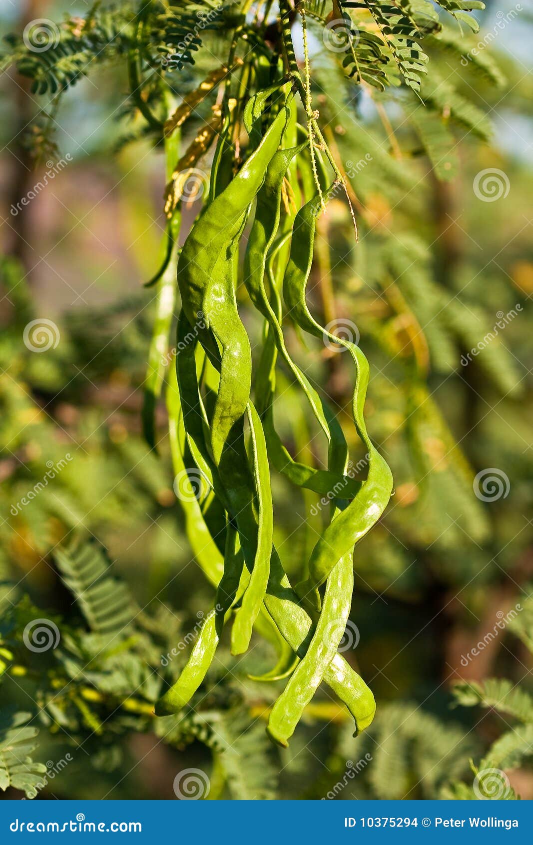 Acacia Tree with Green Beans Stock Photo - Image of acacia, africa ...