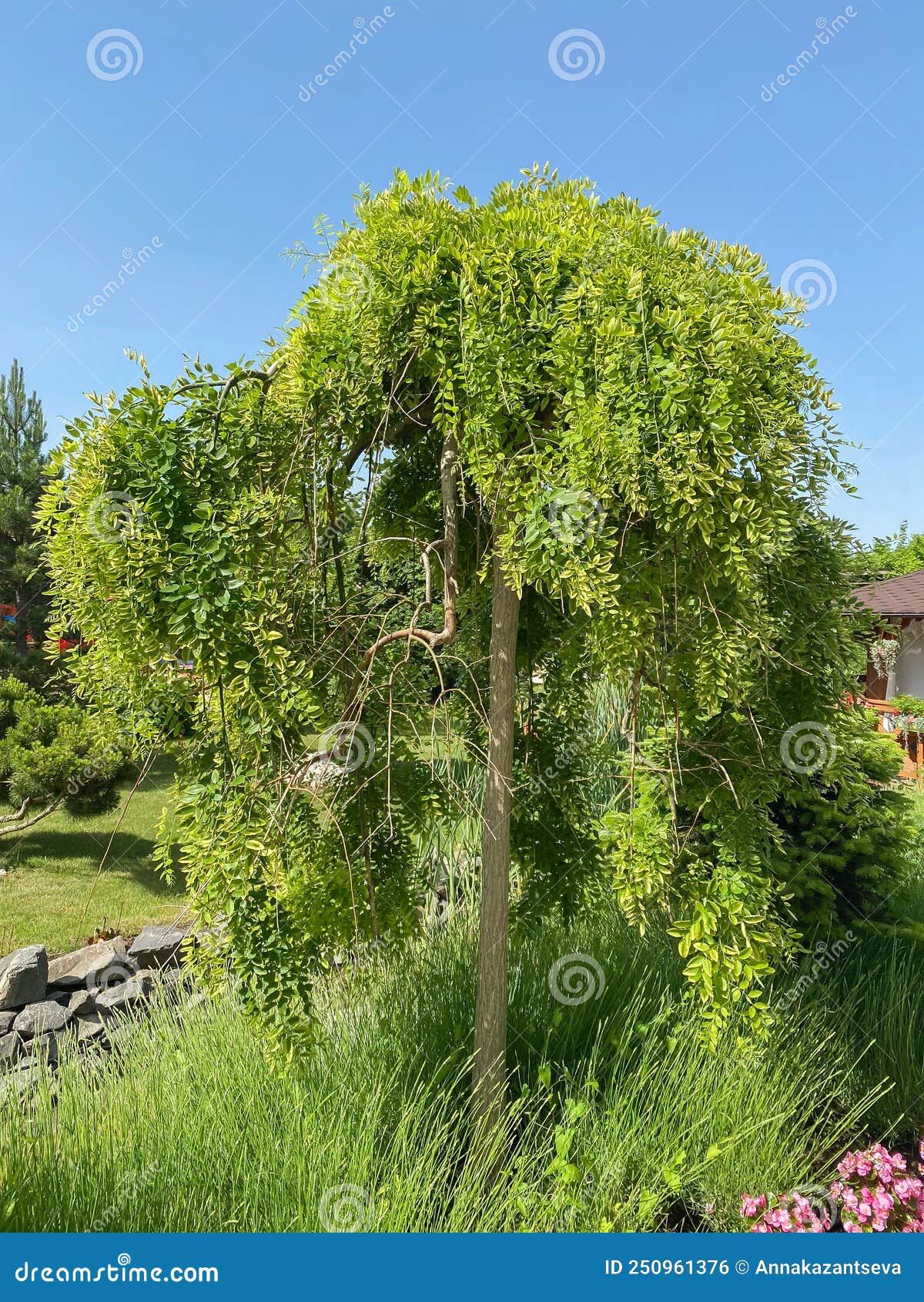 Acacia Tree with Hanging Branches in Summer in the Park Stock Photo ...