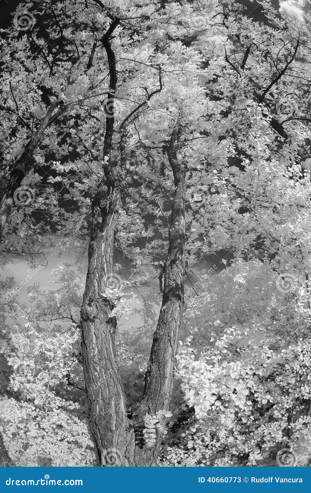 Acacia Tree Infrared Lighting Stock Image - Image of outside, detail ...