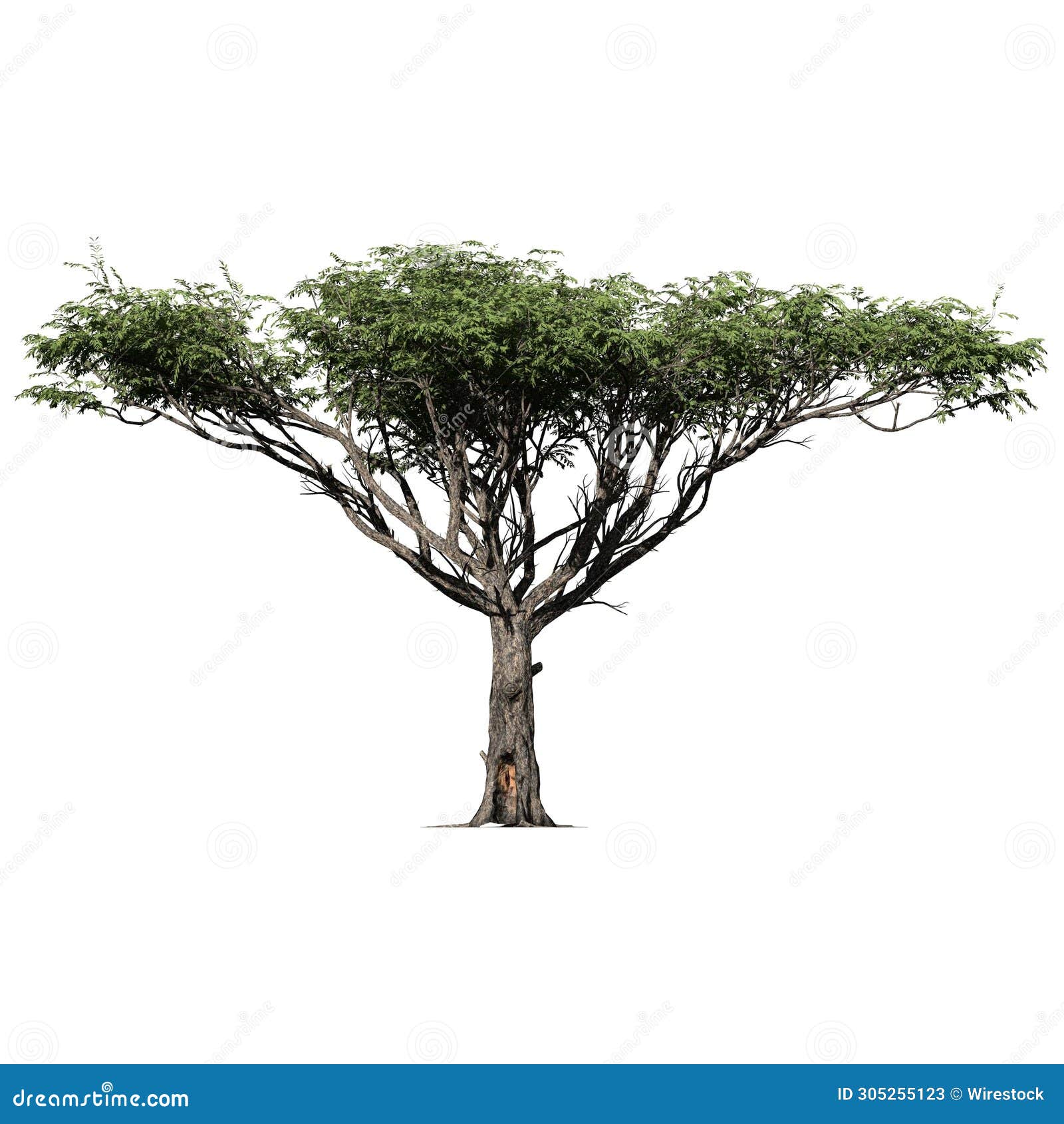 Acacia Tree Isolated Front View Stock Image - Image of picturesque ...