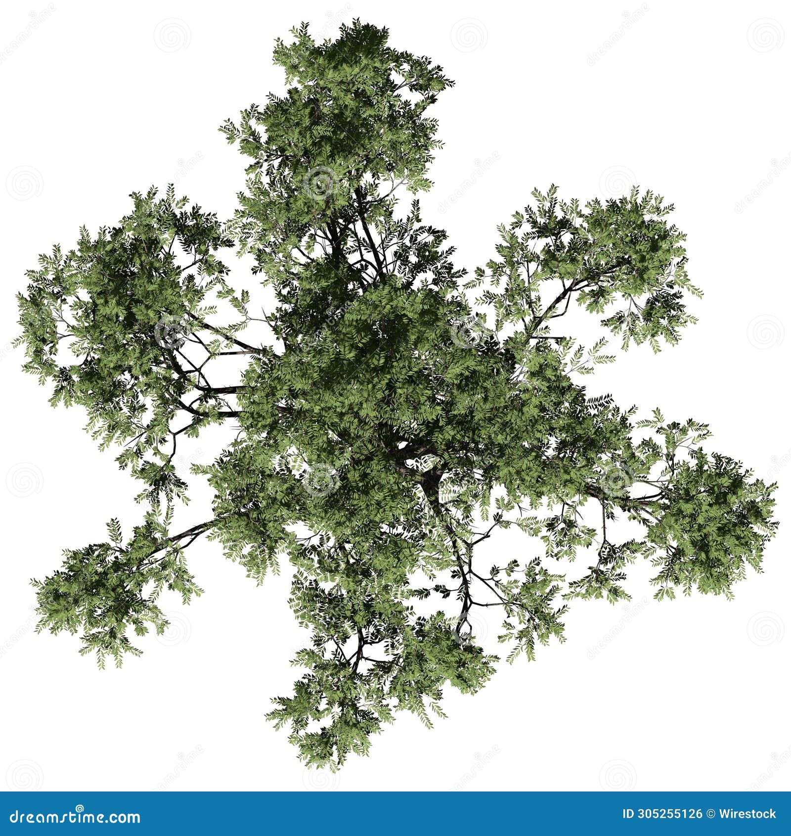 Acacia Tree Isolated Plan View Stock Photo - Image of tall, lush: 305255126