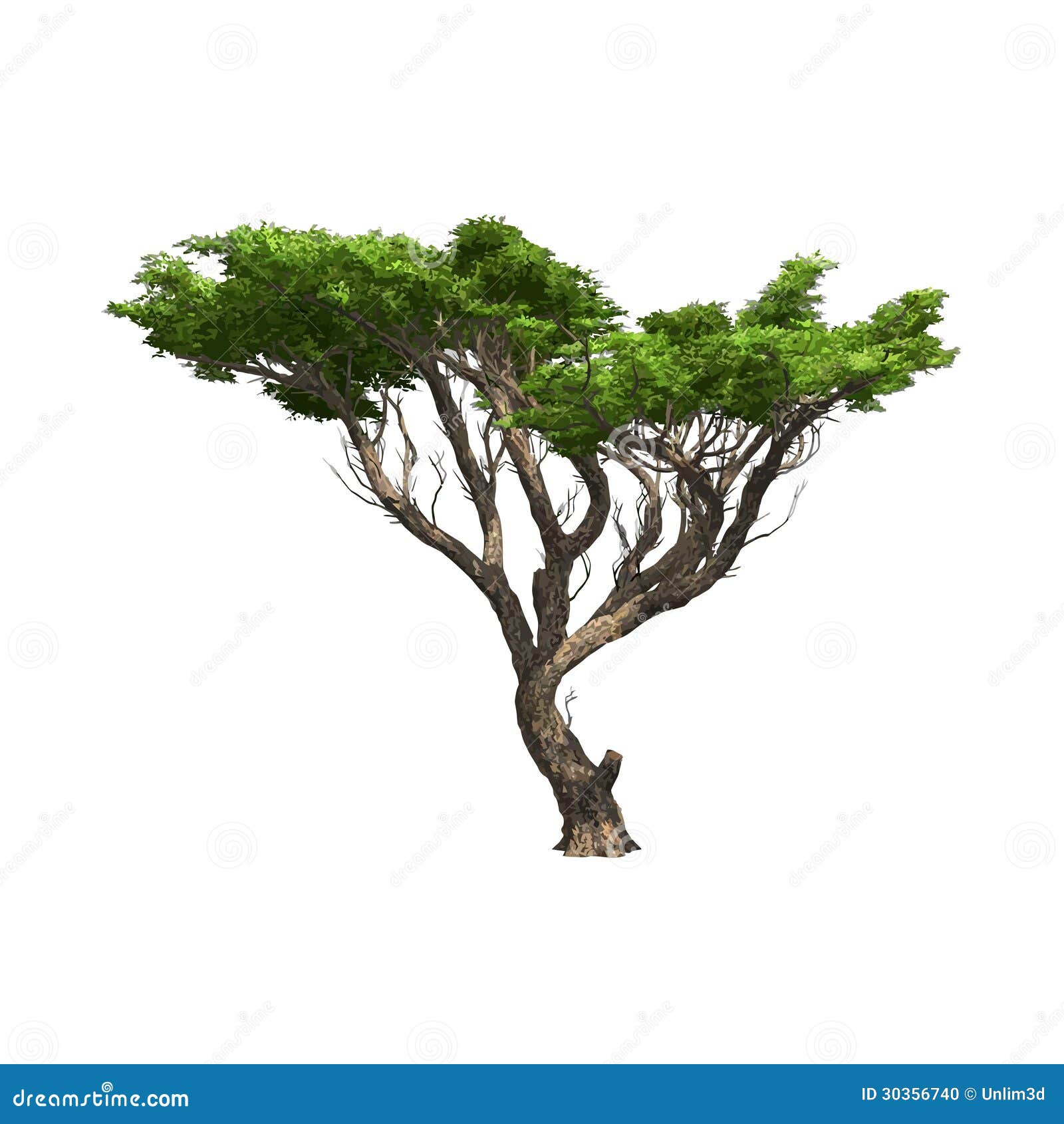 Acacia Tree Isolated. Vector Illustration Stock Vector - Illustration ...
