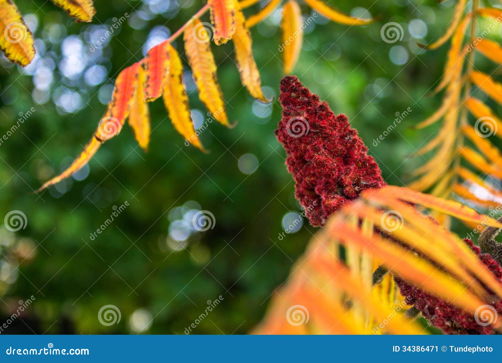 Acacia tree stock image. Image of buddha, pattern, japan - 34386471