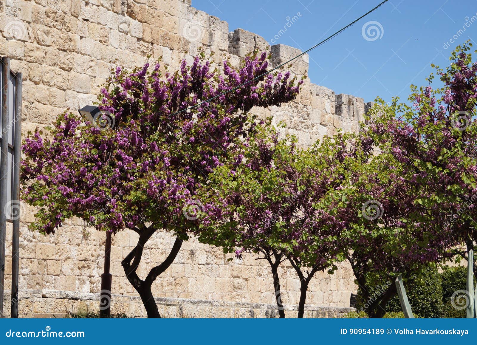 Acacia tree in Jerusalem stock image. Image of tree, april - 90954189