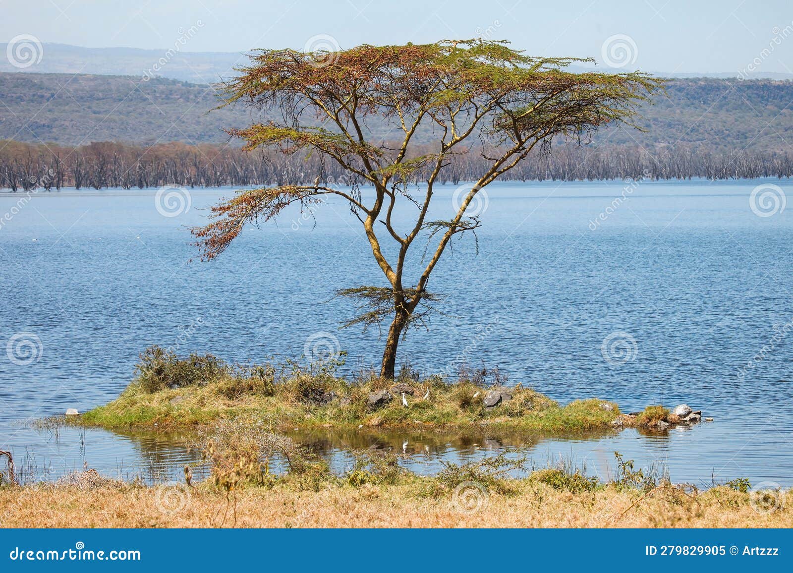 Acacia tree stock image. Image of lake, tree, landscape - 279829905