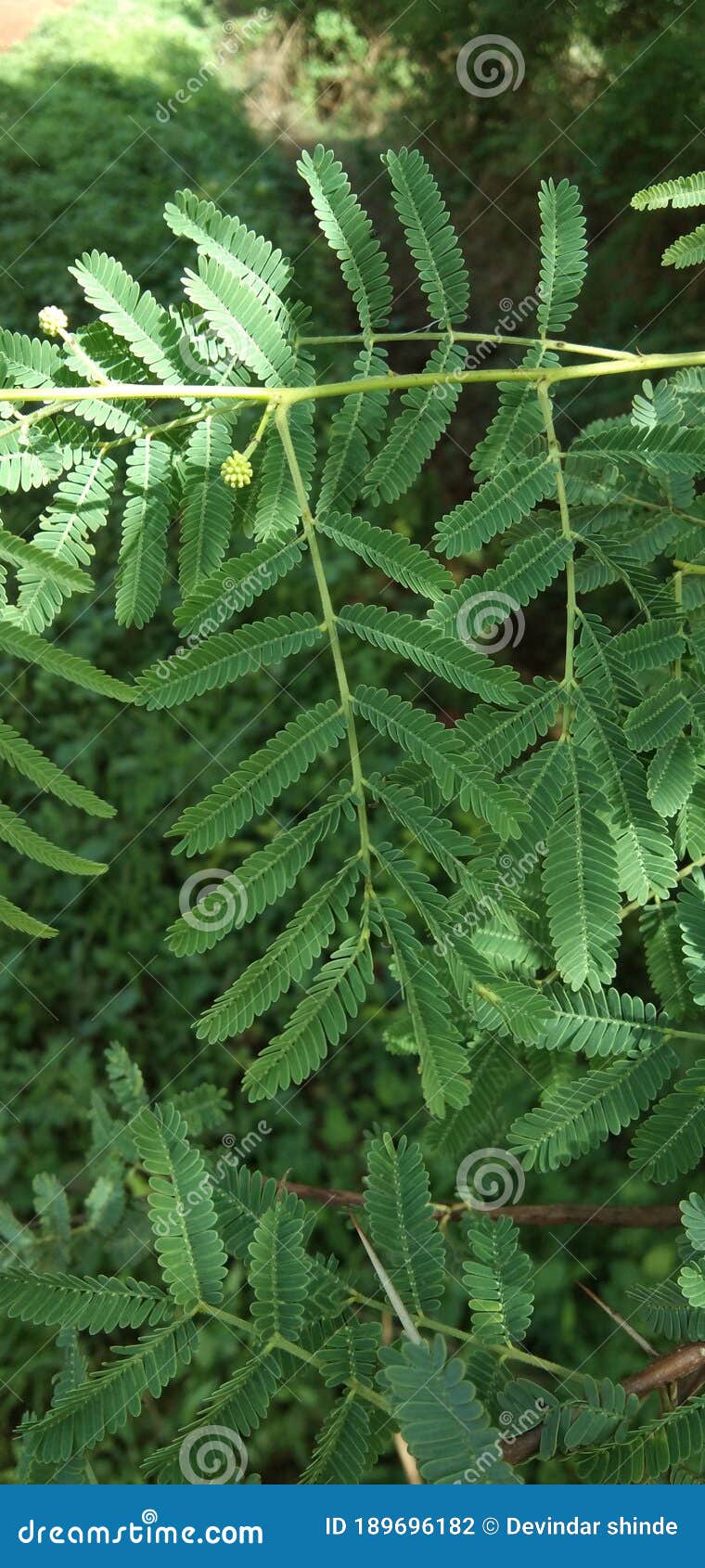 Acacia Tree Leaf and Sunlight. Stock Photo - Image of fern, tree: 189696182