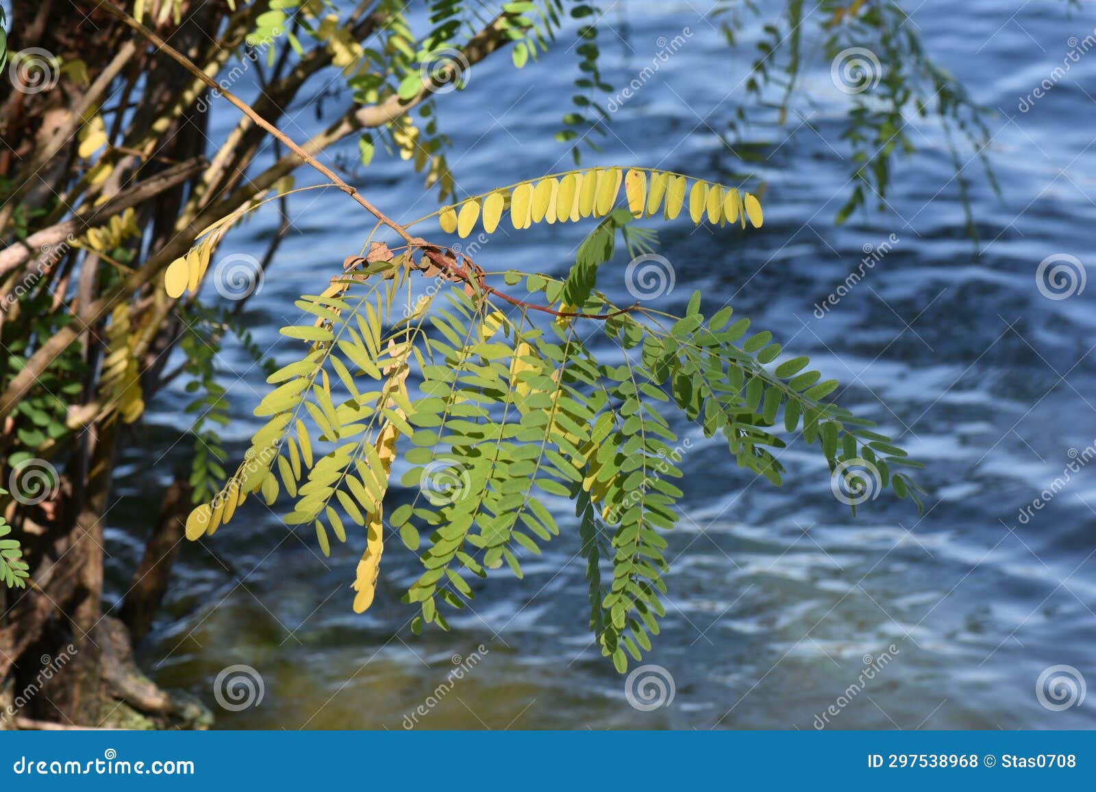 Acacia Tree Leaves Changing Color on Branch Foto de archivo - Imagen de ...