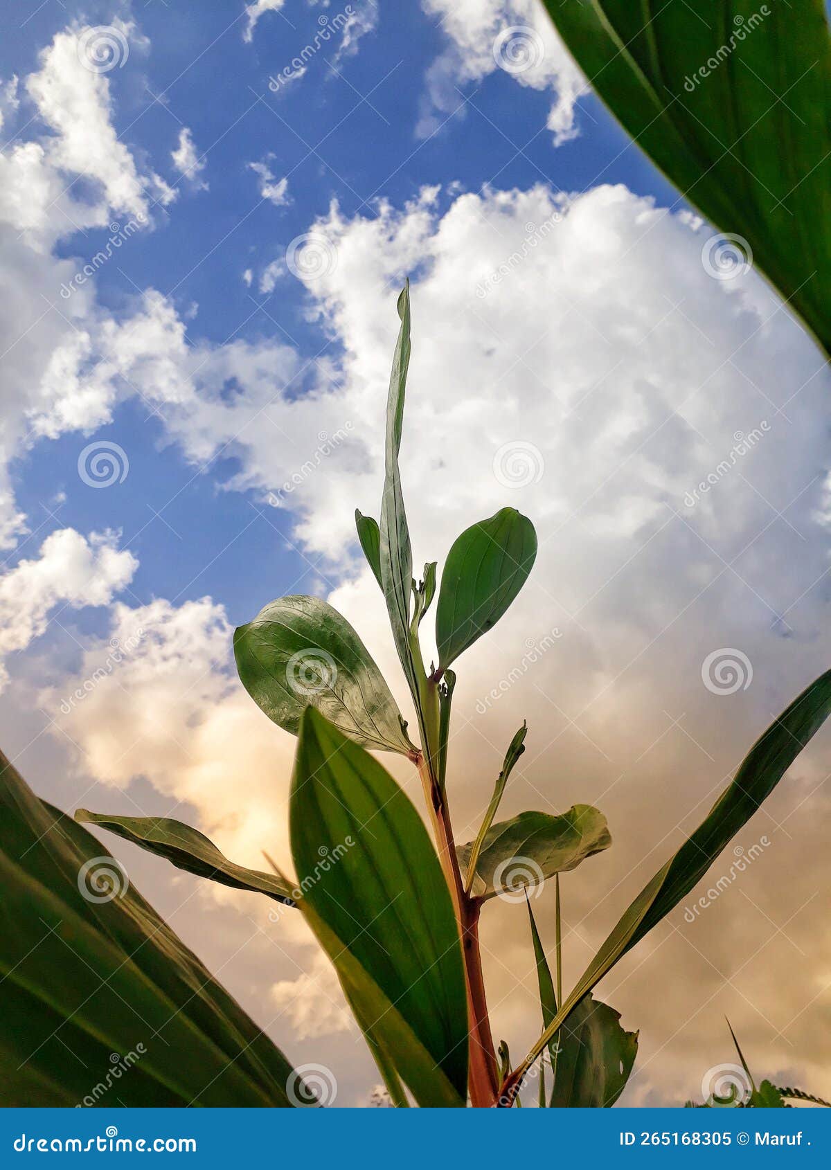 Acacia tree acacia mangium imagen de archivo. Imagen de verde - 265168305
