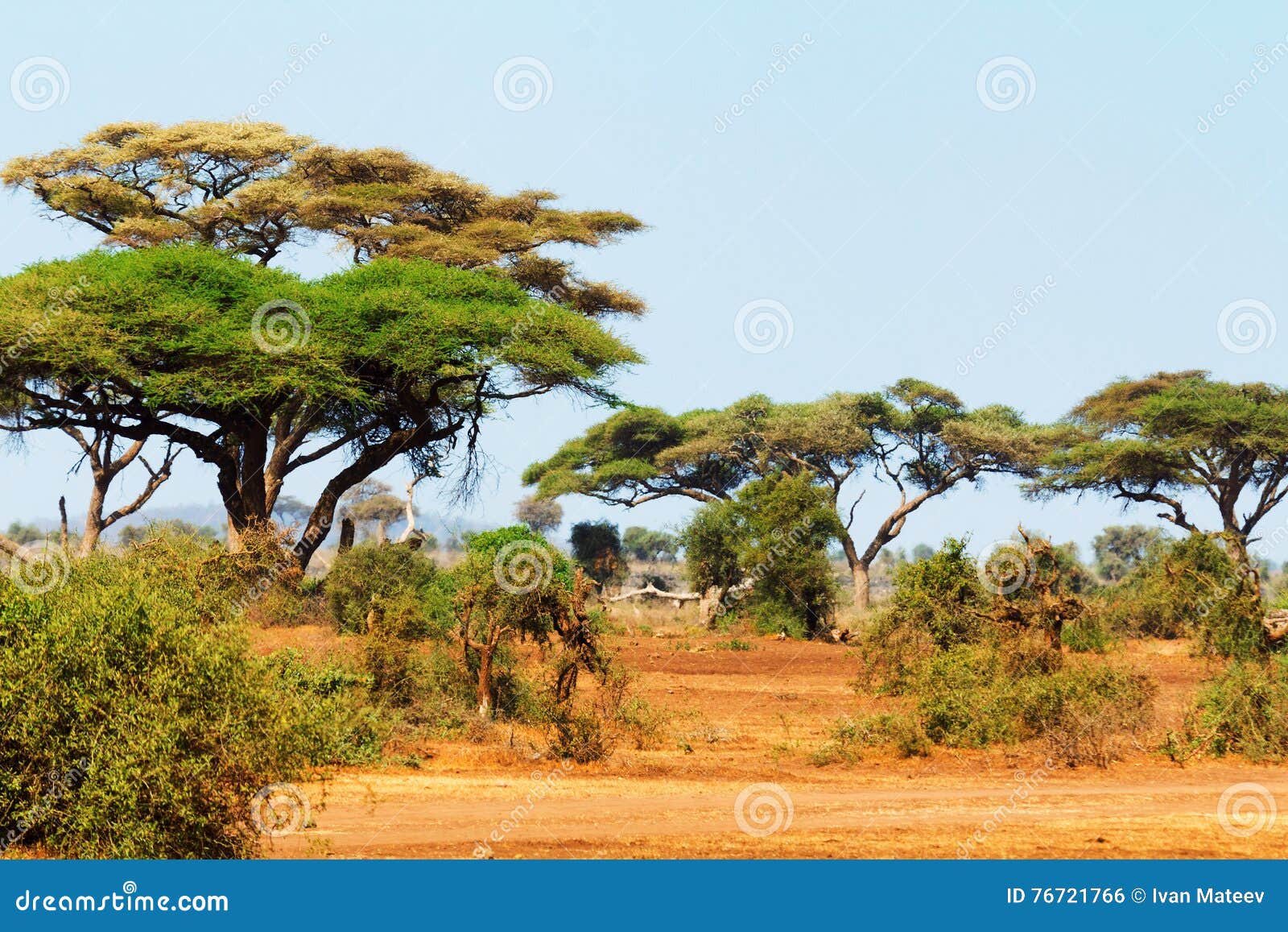 Acacia tree, Masai Mara stock photo. Image of savanna - 76721766