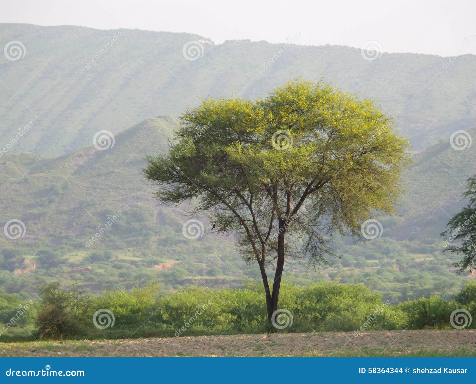 Acacia tree and mountain stock photo. Image of beautiful - 58364344