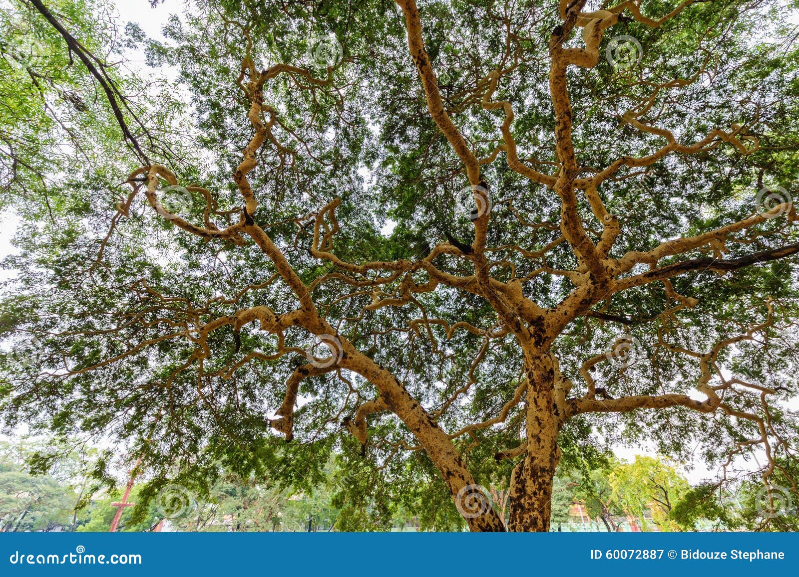 Acacia tree in Myanmar stock image. Image of asia, green - 60072887