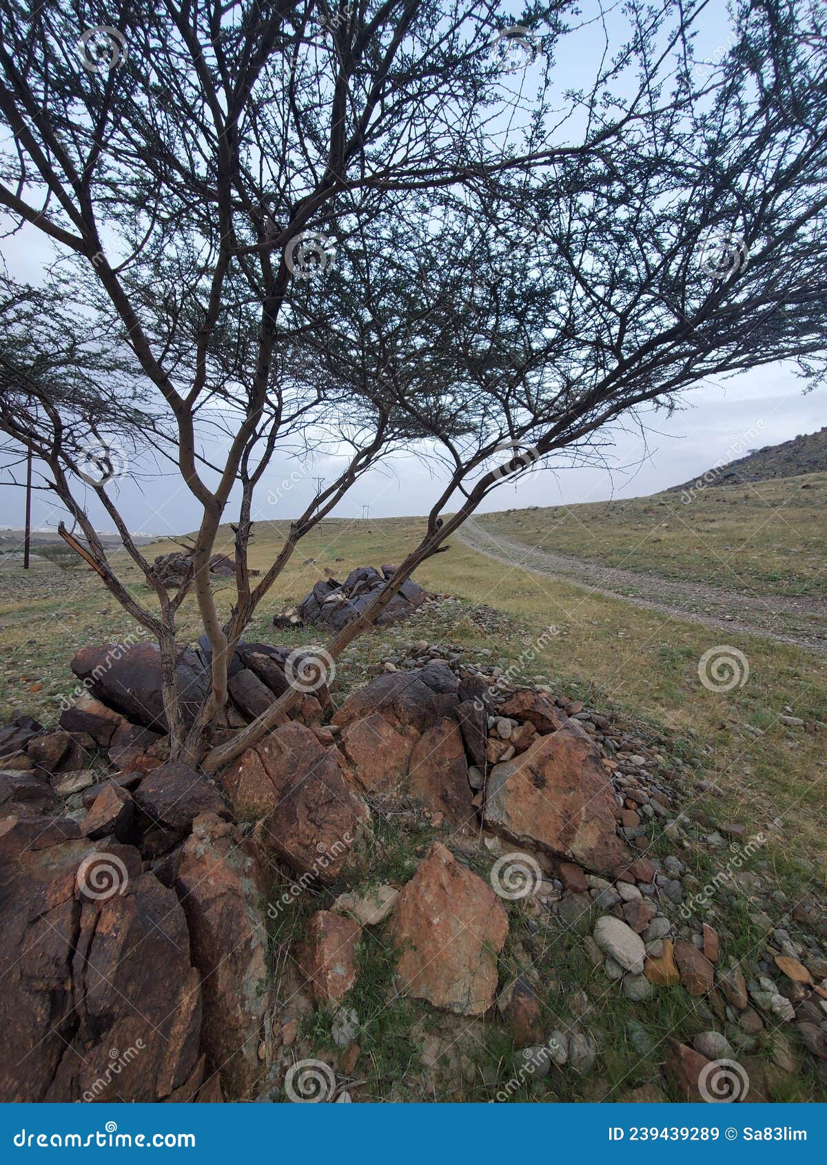 Acacia Tree in Oman Mountains Stock Image - Image of branch, grass ...