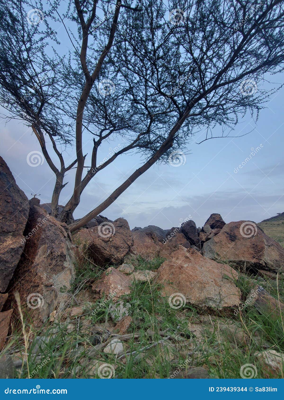 Acacia Tree in Oman Mountains Stock Photo - Image of soil, rock: 239439344