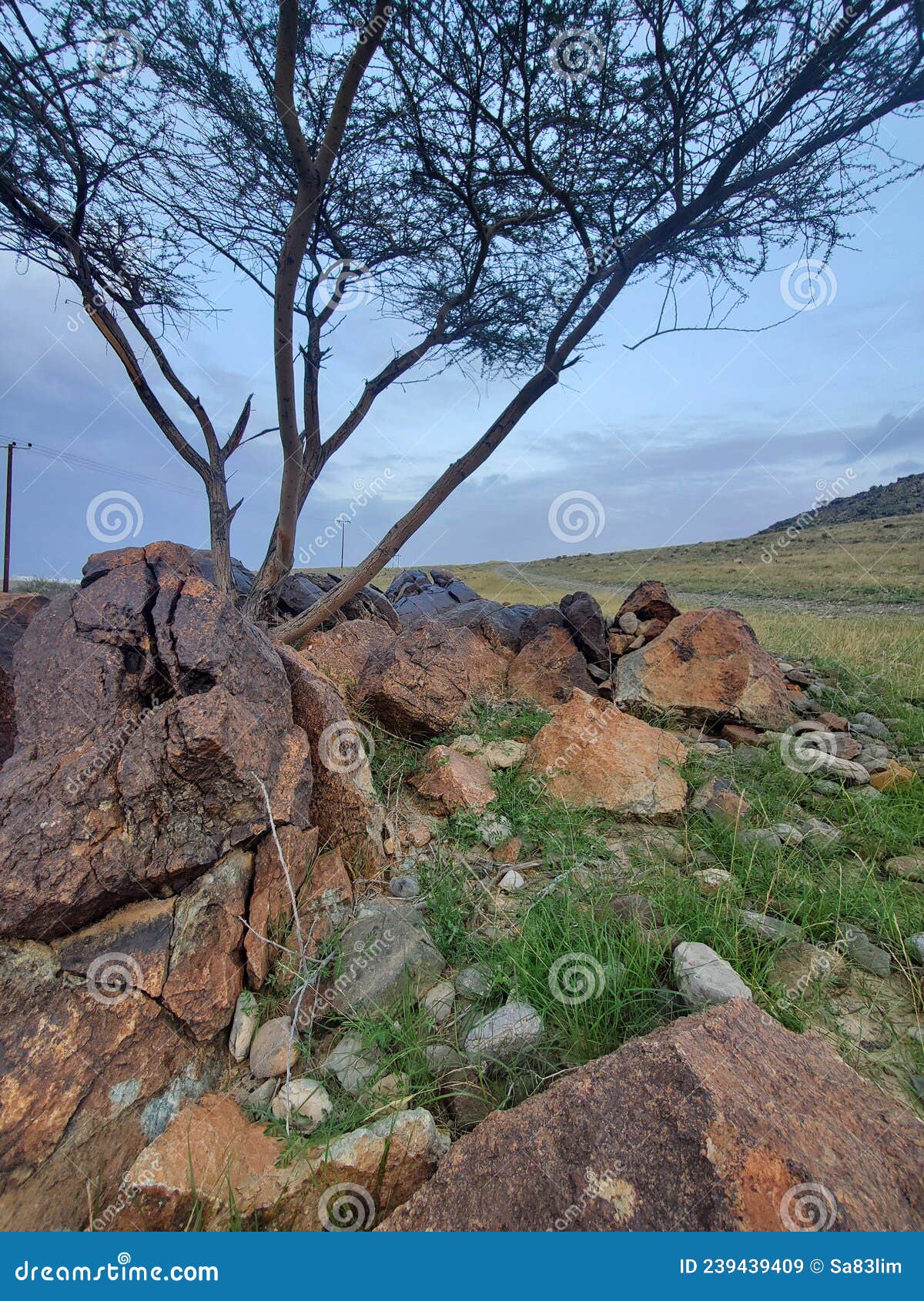 Acacia Tree in Oman Mountains Stock Image - Image of mountain, terrain ...