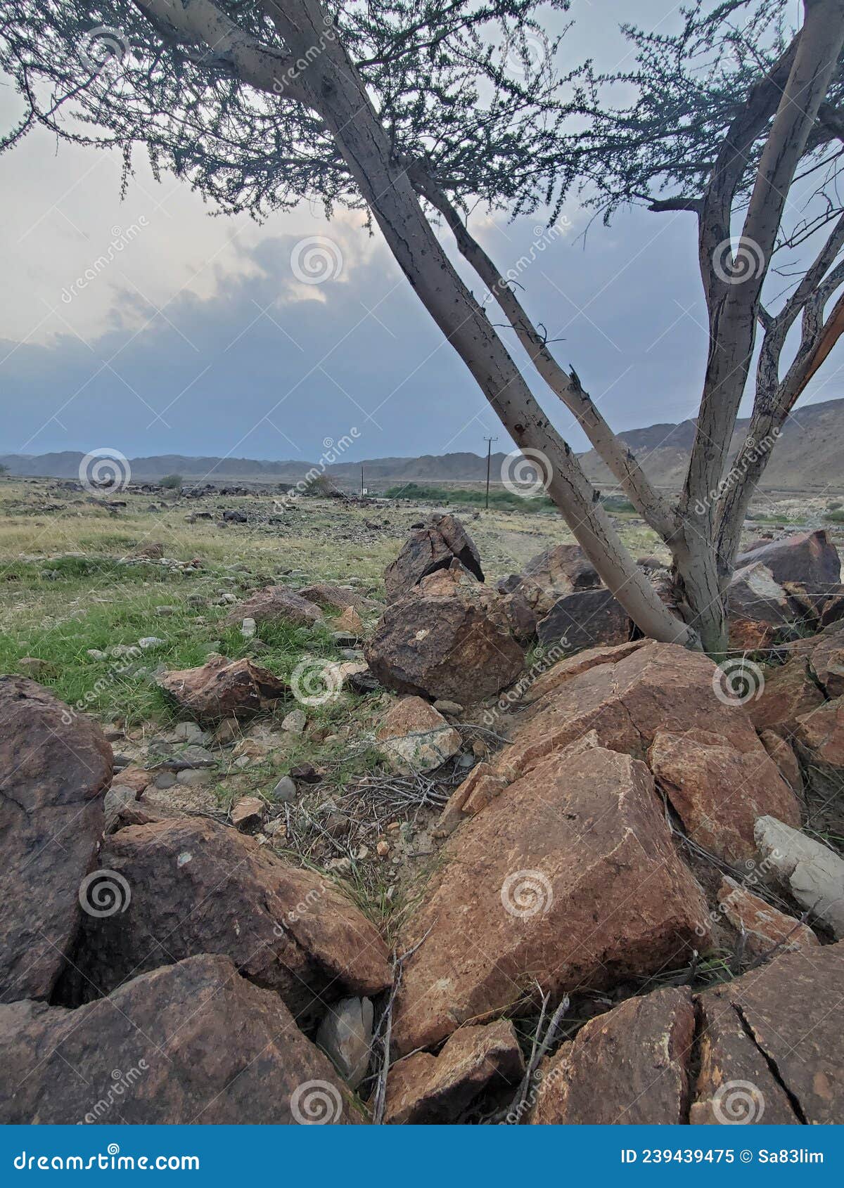 Acacia Tree in Oman Mountains Stock Image - Image of plant, trail ...