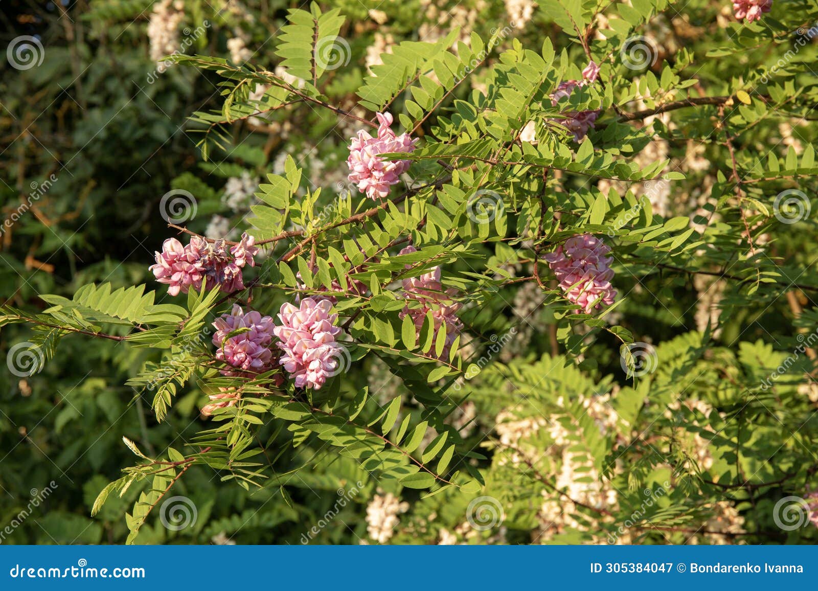 Acacia Tree Pink Flowers Blooming in the Spring Stock Image - Image of ...