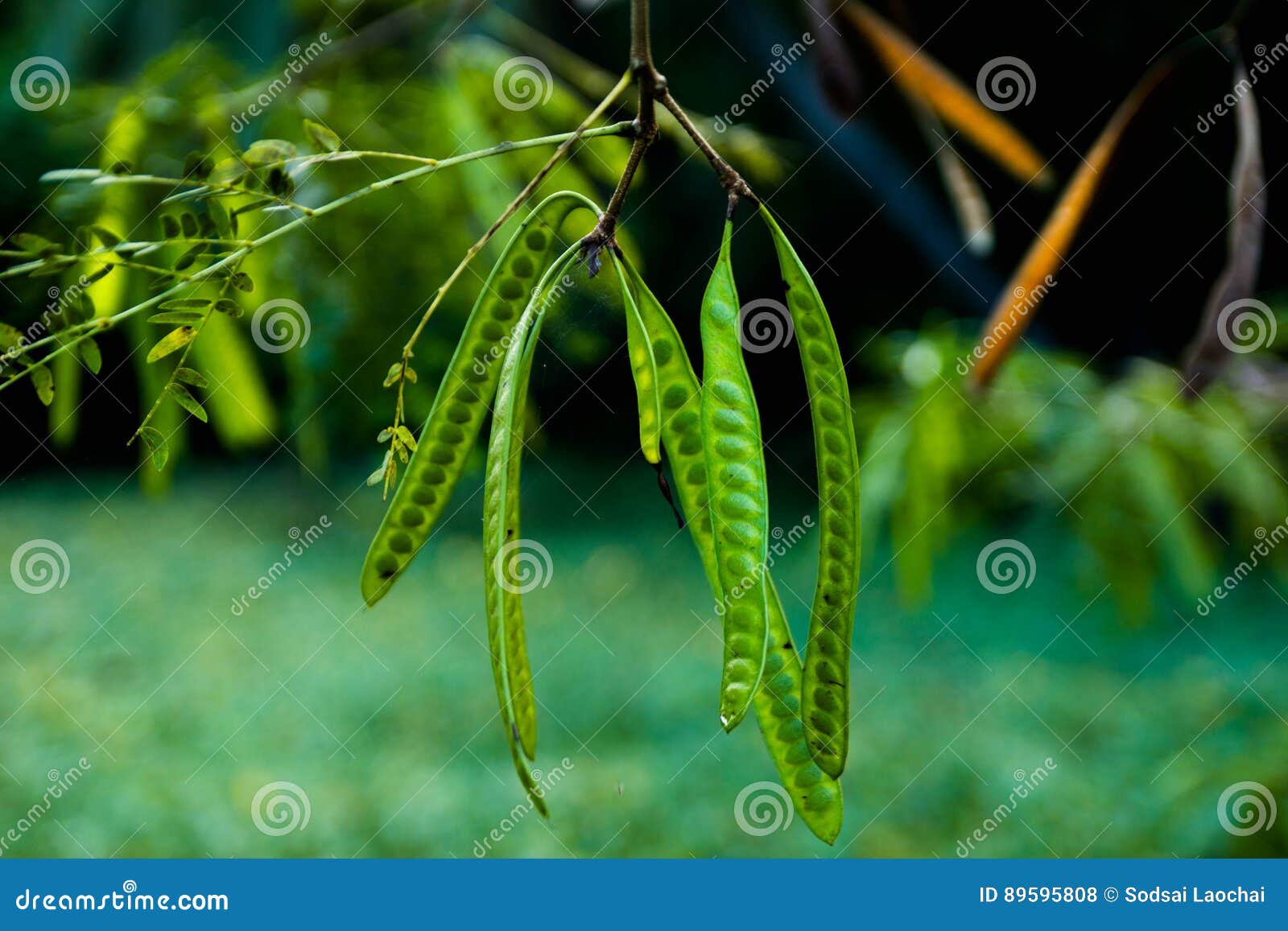 Acacia Tree Planted in Thailand Stock Photo - Image of cooking, body ...