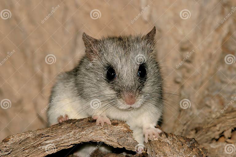 (Acacia) tree rat stock image. Image of nature, tree, habitat - 950805