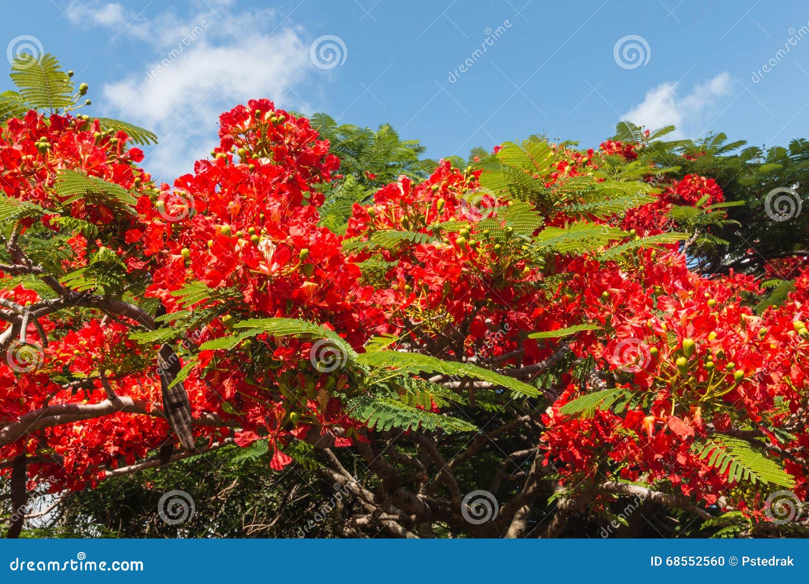 Acacia tree red flowers stock photo. Image of vivid, bright - 68552560