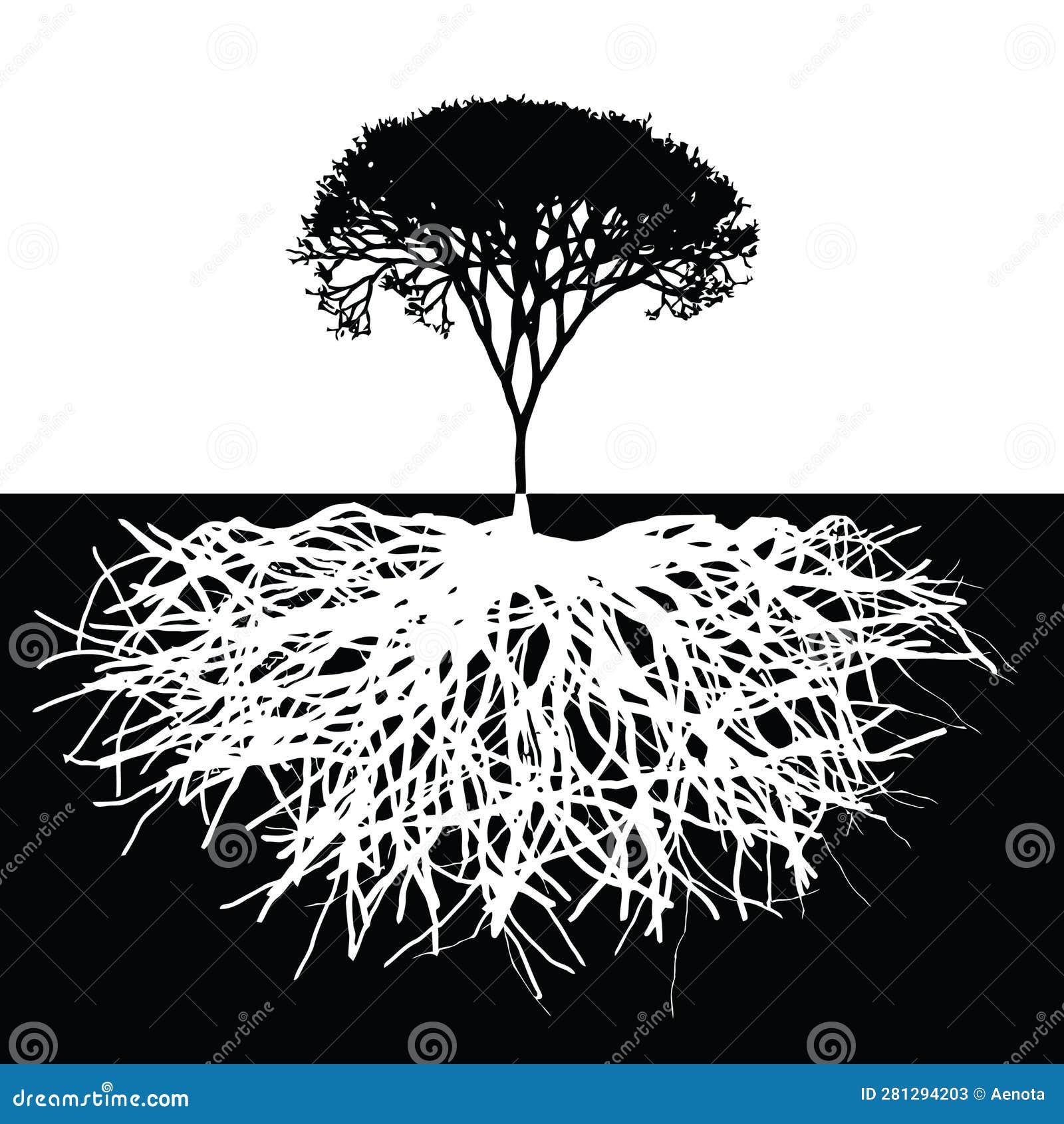 Acacia tree with root stock vector. Illustration of rootstock - 281294203
