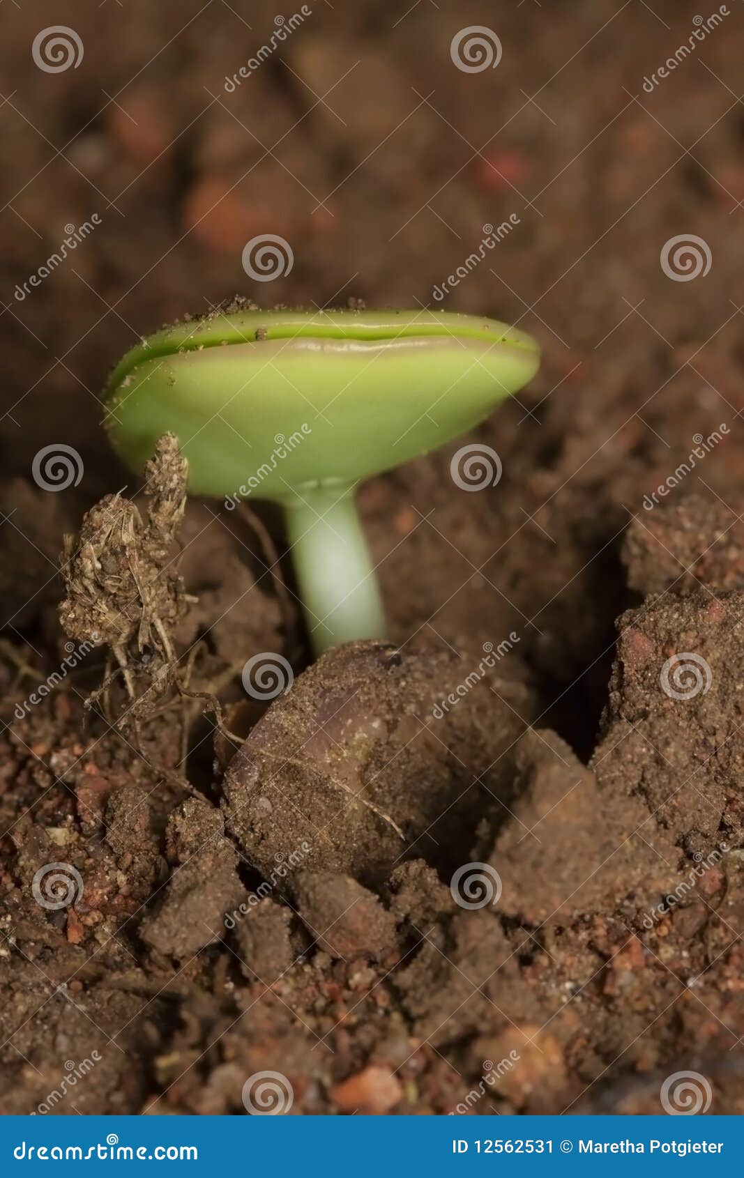Acacia Tree Seed Germinating Stock Image - Image of specie, thorn: 12562531