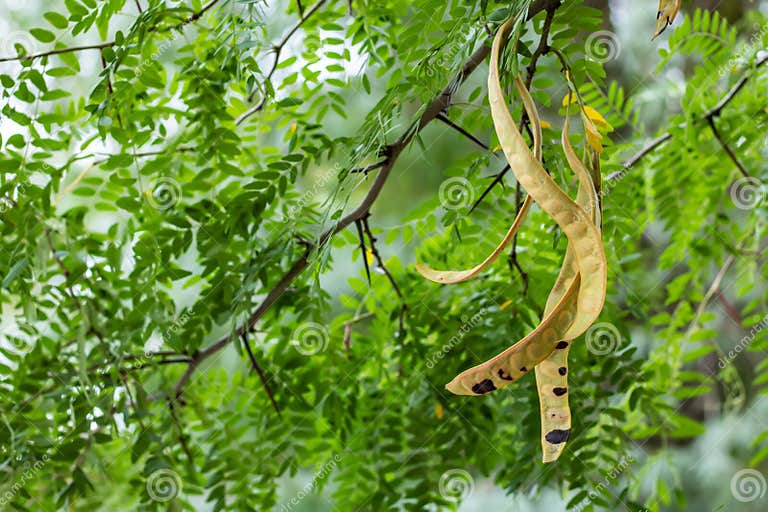 Acacia Tree. Acacia Seed Pod on Tree in Autumn. Stock Image - Image of ...