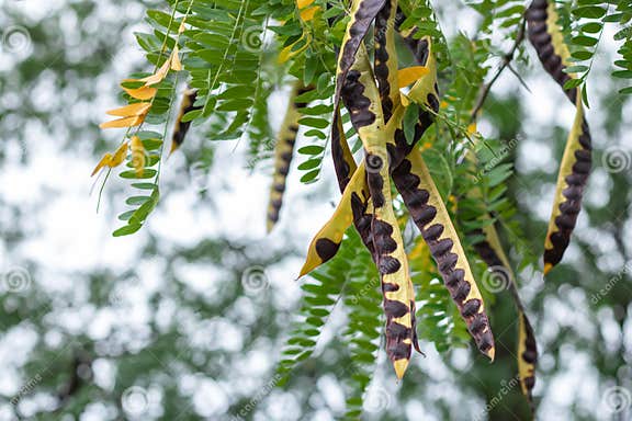 Acacia Tree. Acacia Seed Pod on Tree in Autumn Stock Image - Image of ...