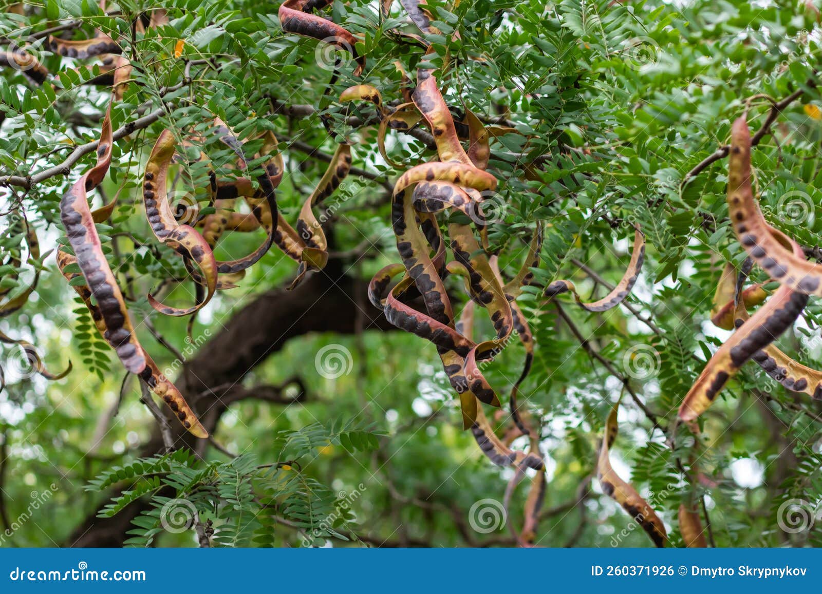 Acacia Tree. Acacia Seed Pod on Tree in Autumn Stock Photo - Image of ...