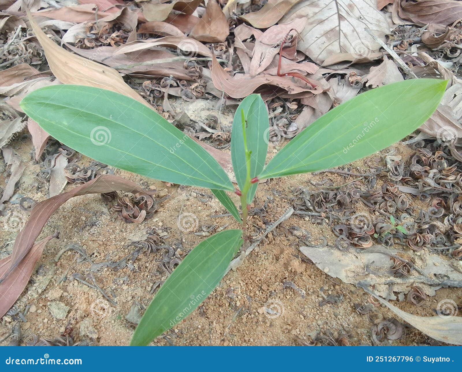 Acacia tree seeds stock photo. Image of acacia, seeds - 251267796