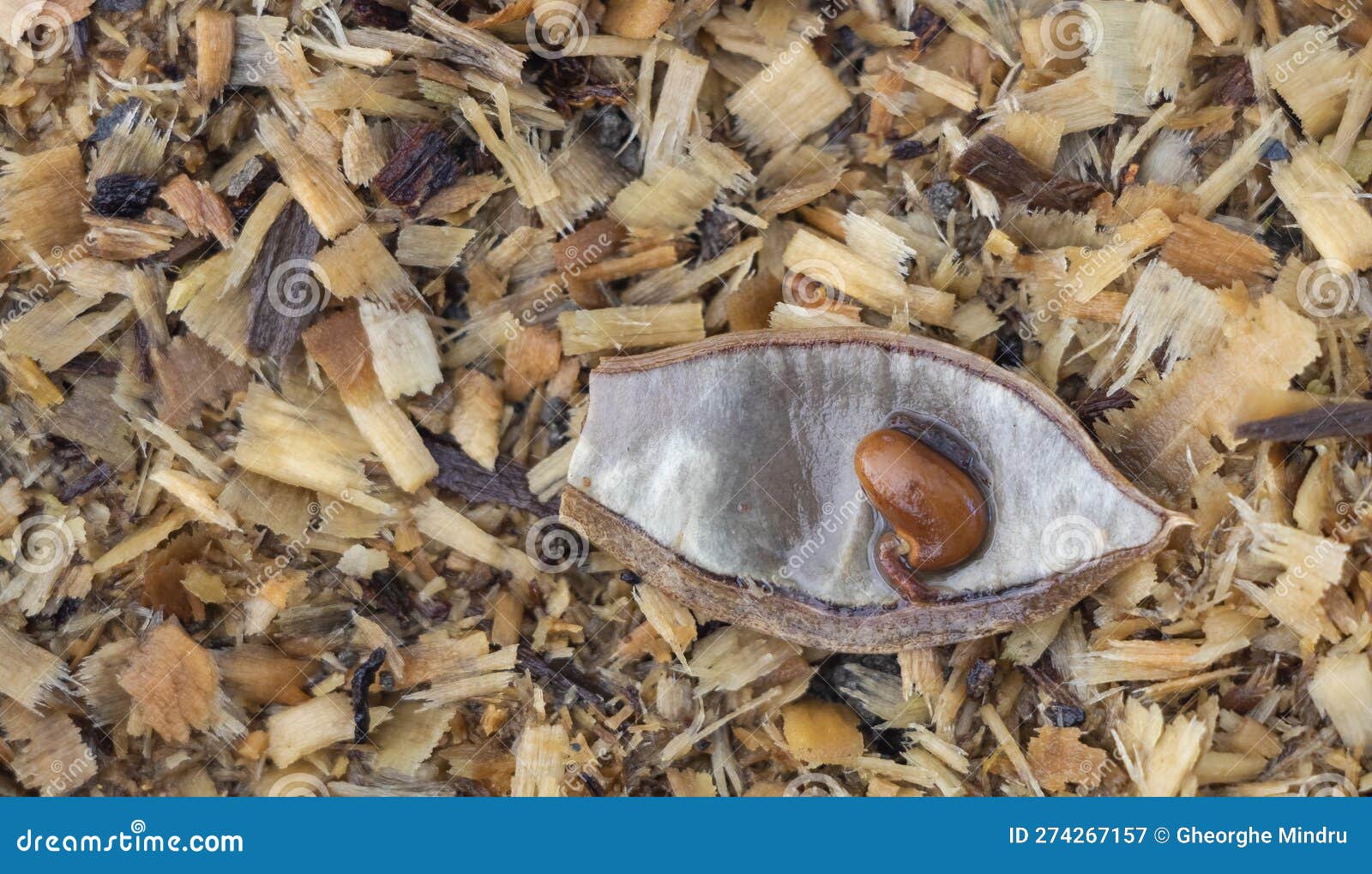 Acacia Tree Seeds in the Process of Germination Close Up Stock Image ...
