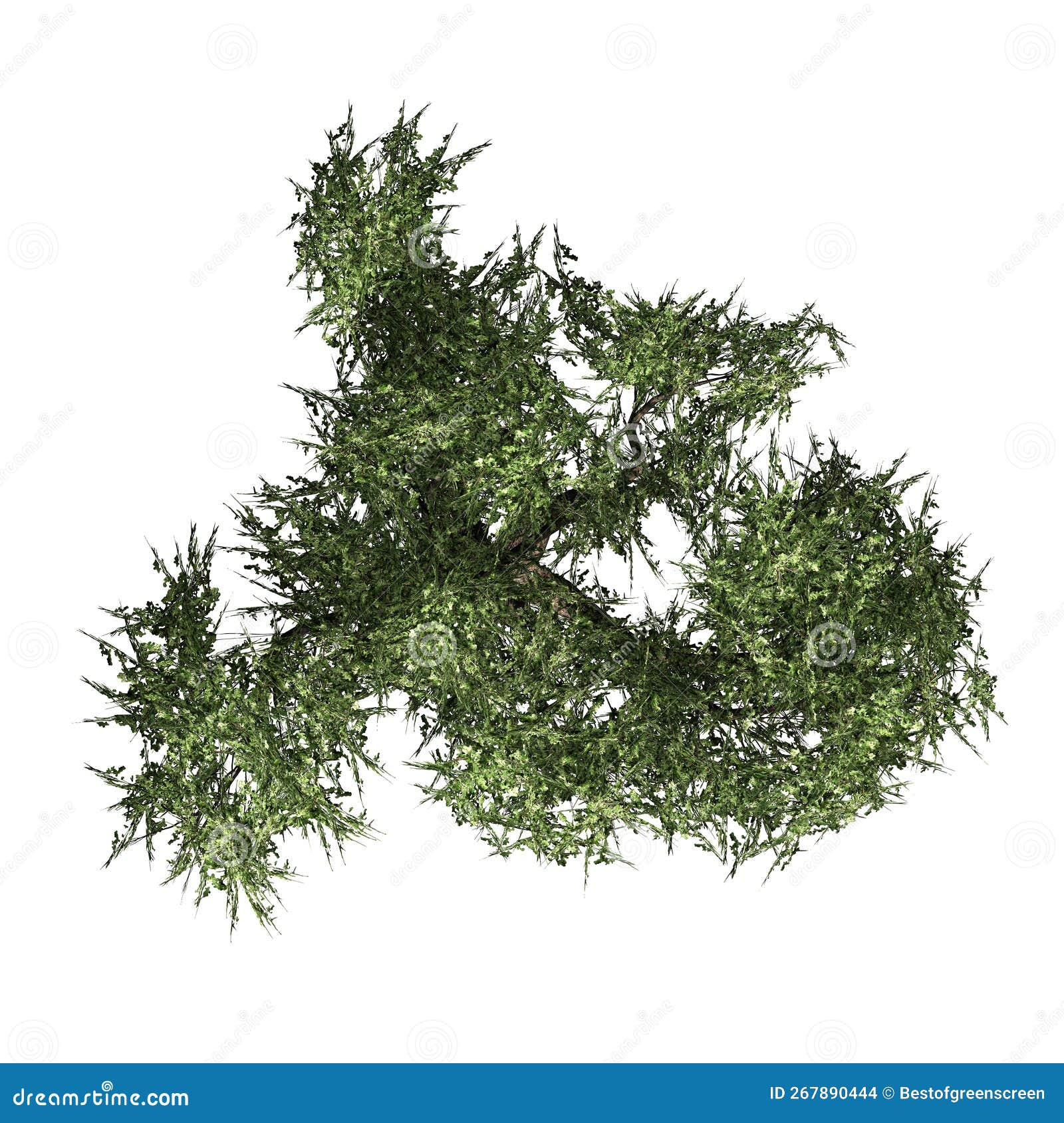 Acacia Tree with Shadow Isolated on White Background - Top View - Use ...