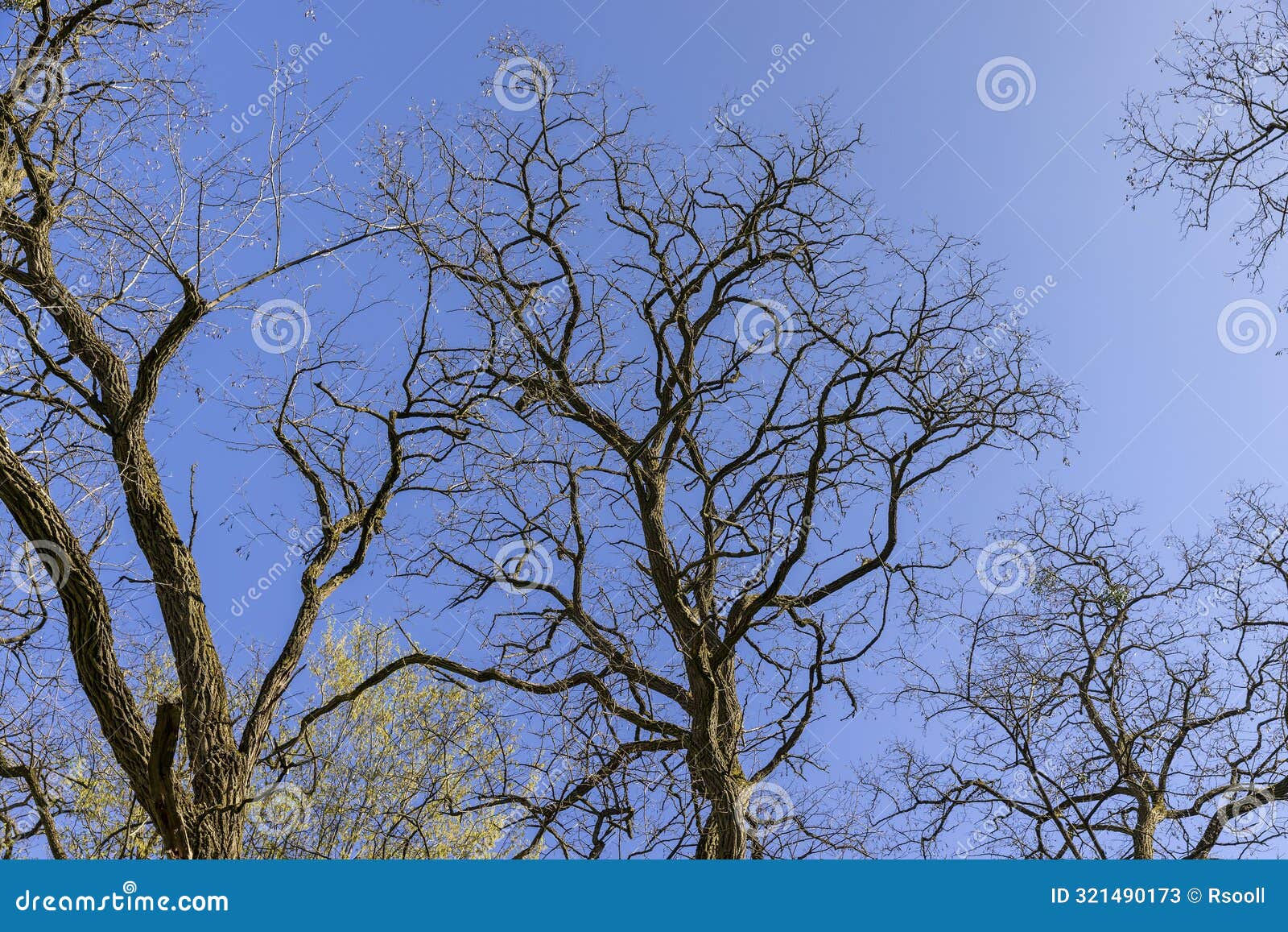 Acacia Tree in Spring without Foliage in the Park Stock Image - Image ...