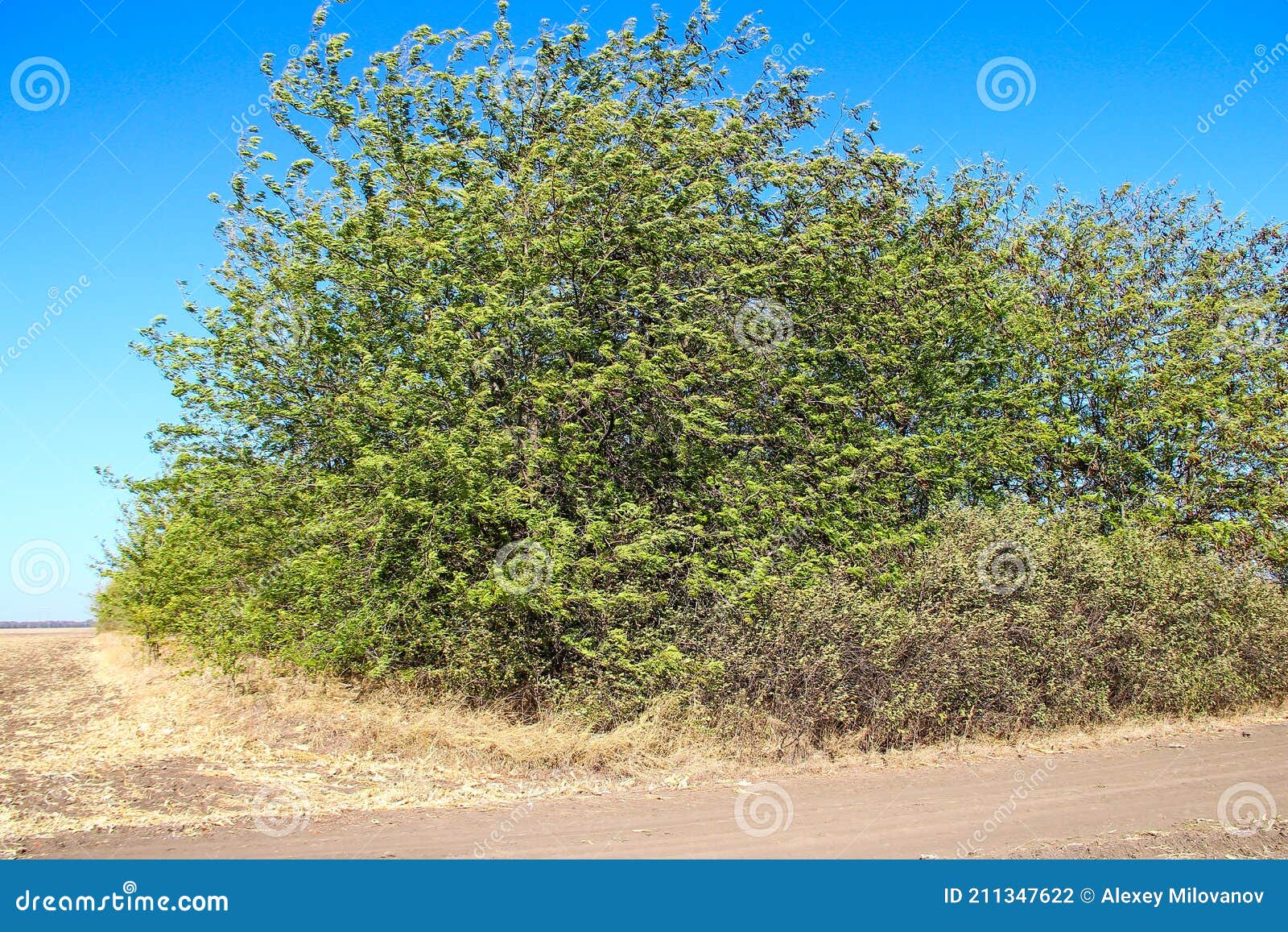 Acacia tree in strong wind stock photo. Image of flower - 211347622