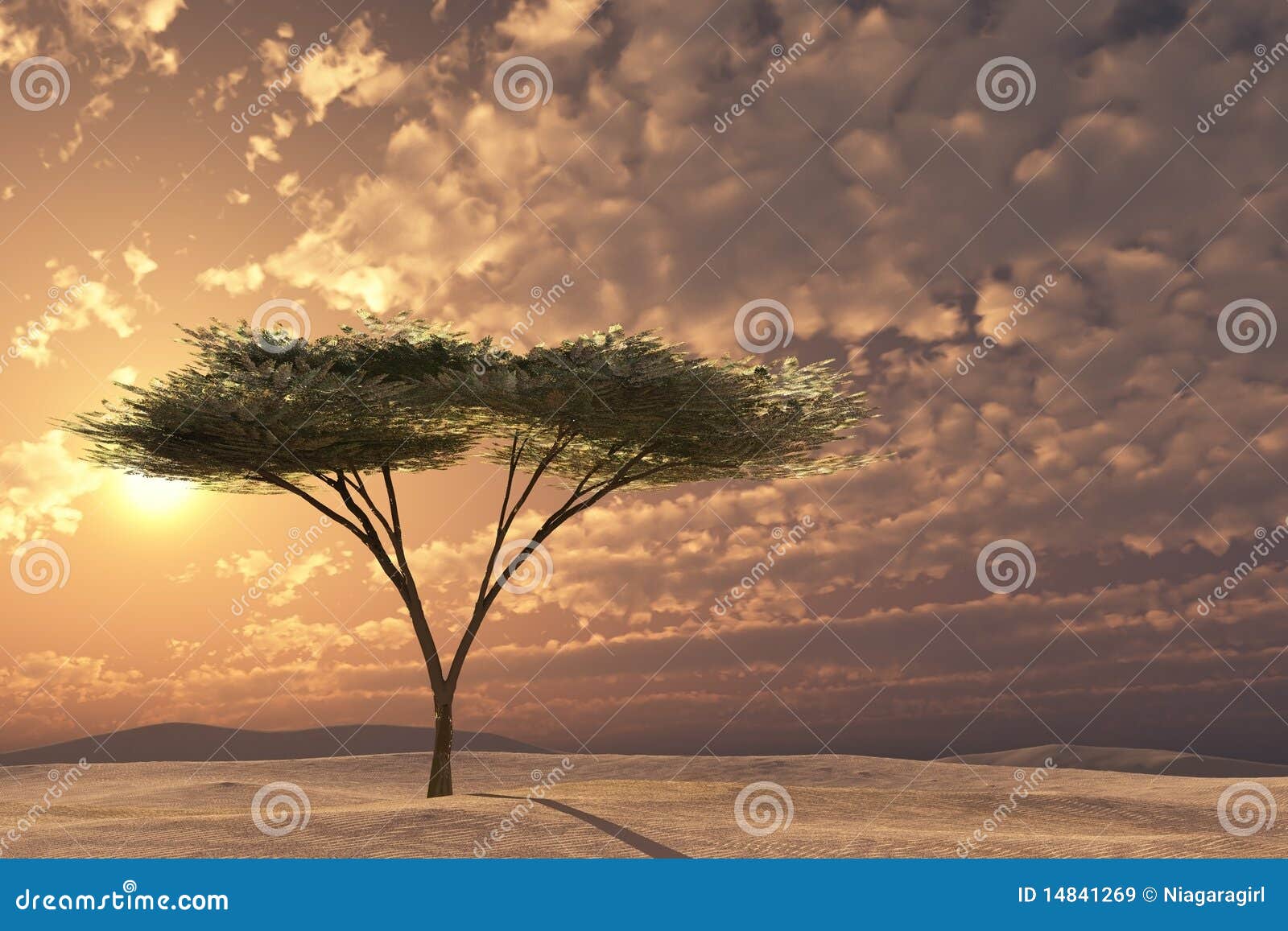Acacia Tree Sunset stock illustration. Illustration of dunes - 14841269